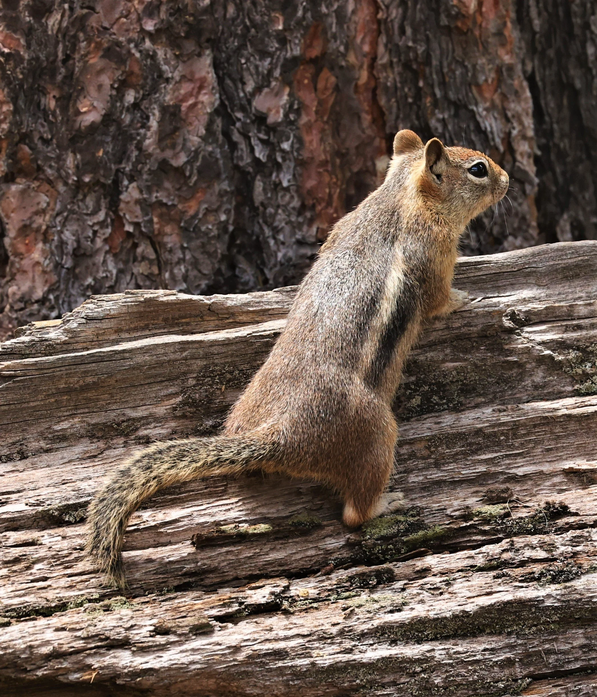 Genus Callospermophilus Golden-mantled Ground Squirrels — Coke Smith ...