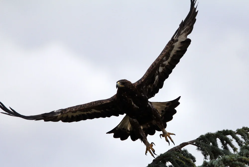 Aquila Eagle Tawny Eagle Aquila Rapax | The Eagle Directory