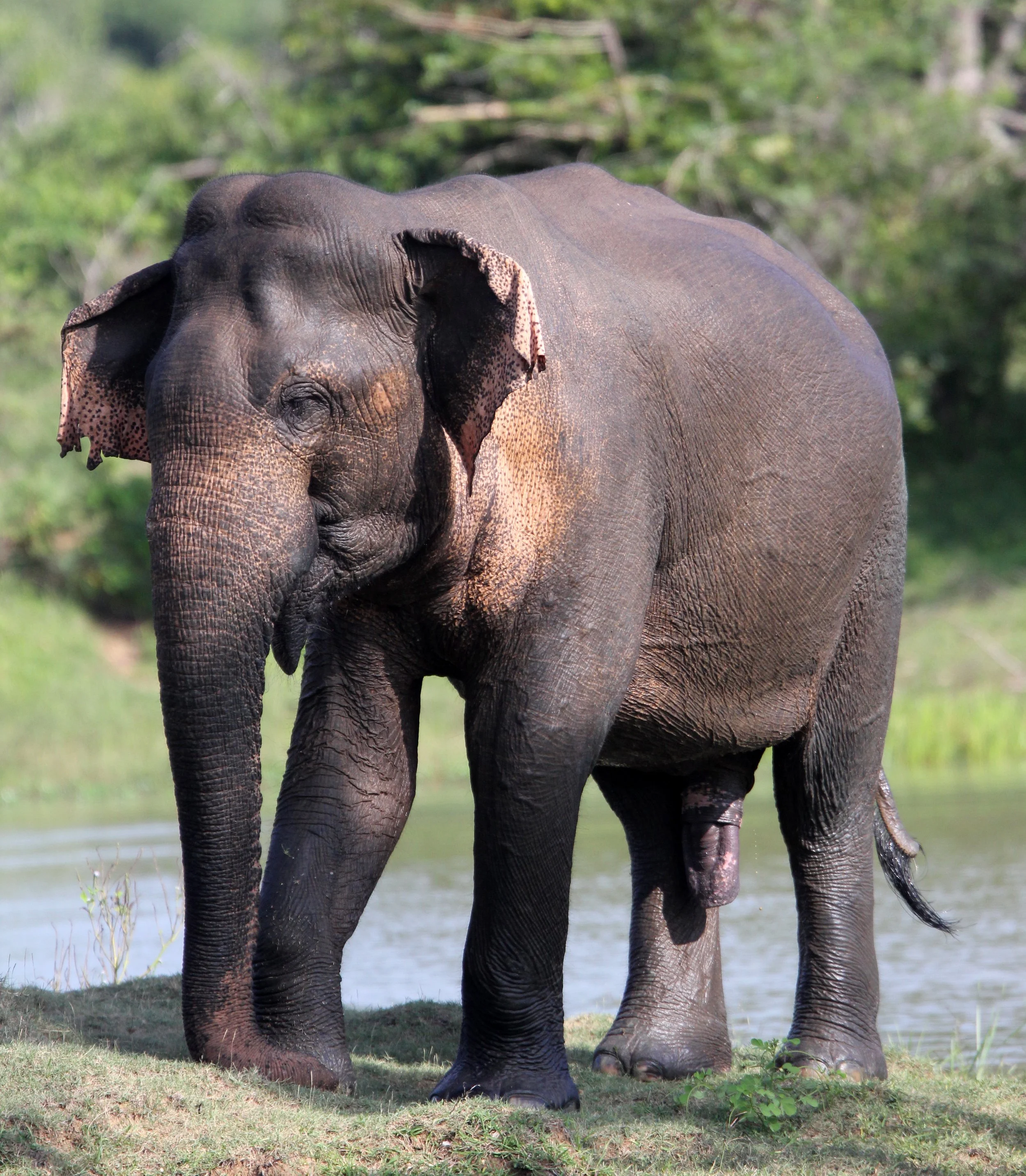 Elephas maximus maximus Sri Lanka Elephant — Coke Smith Wildlife