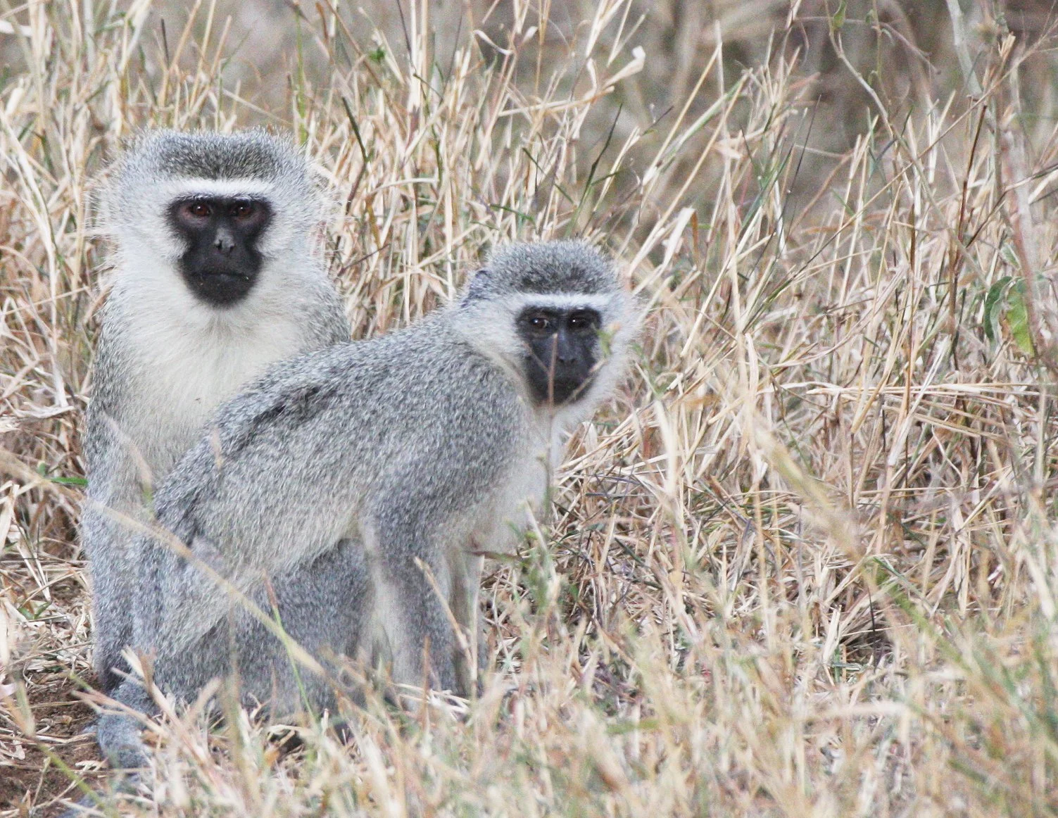 Chlorocebus pygerythrus Vervet Monkey — Coke Smith Wildlife