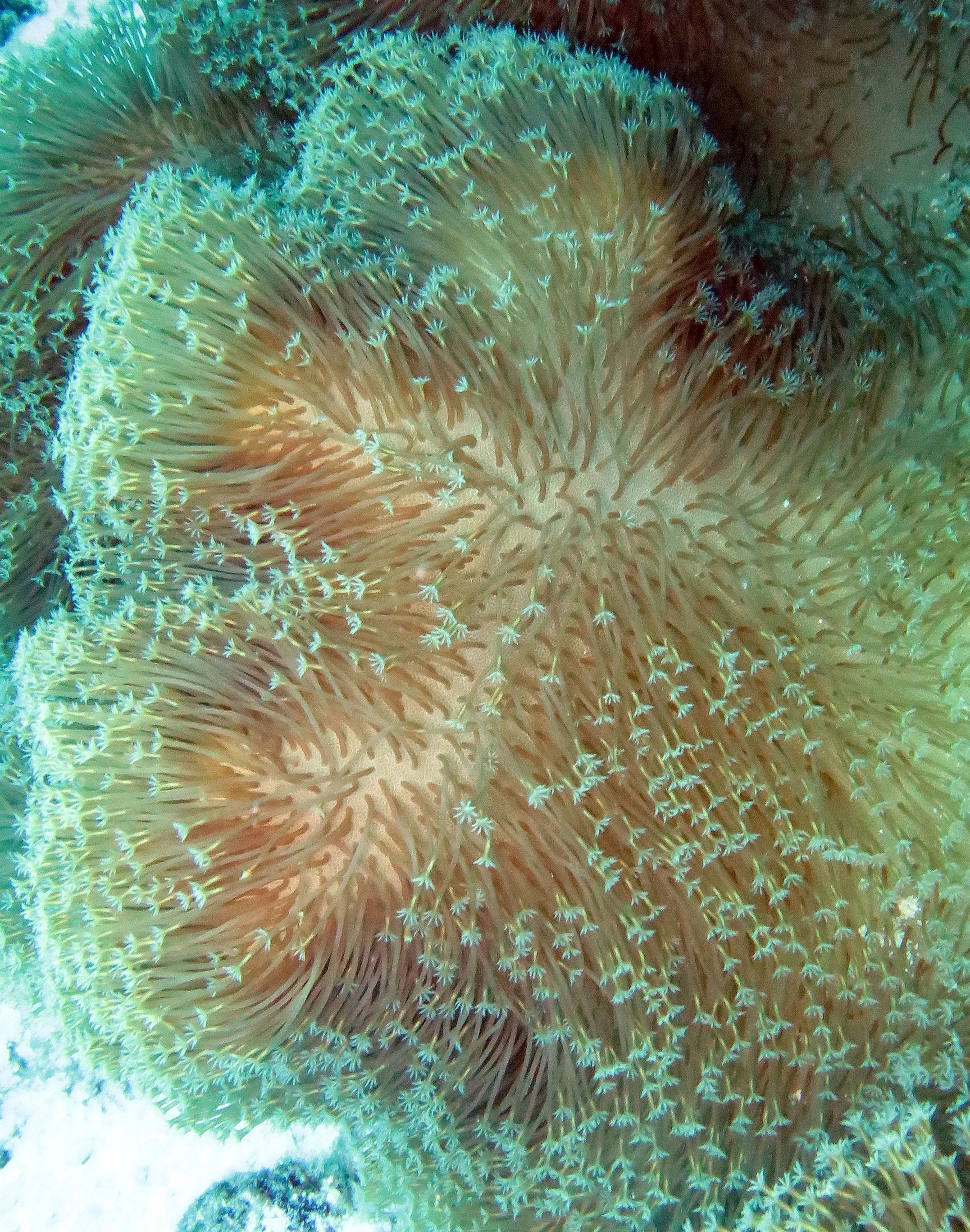 Phylum Cnidaria - Sea Jellys, Anemones, Corals & Hydroids — Coke Smith ...