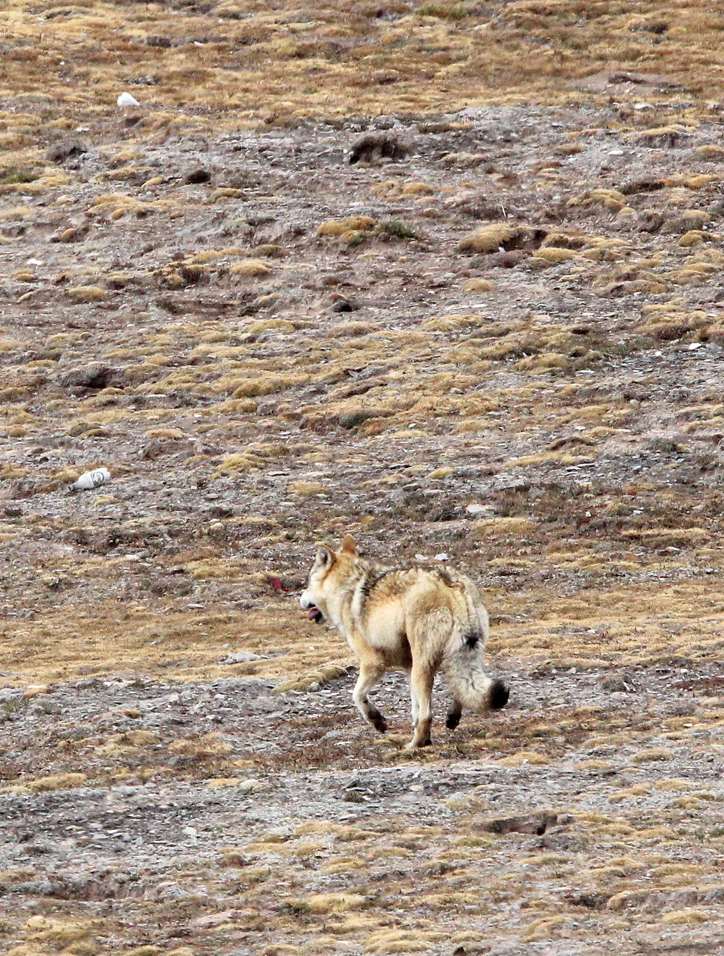 Canus lupus Wolves — Coke Smith Wildlife