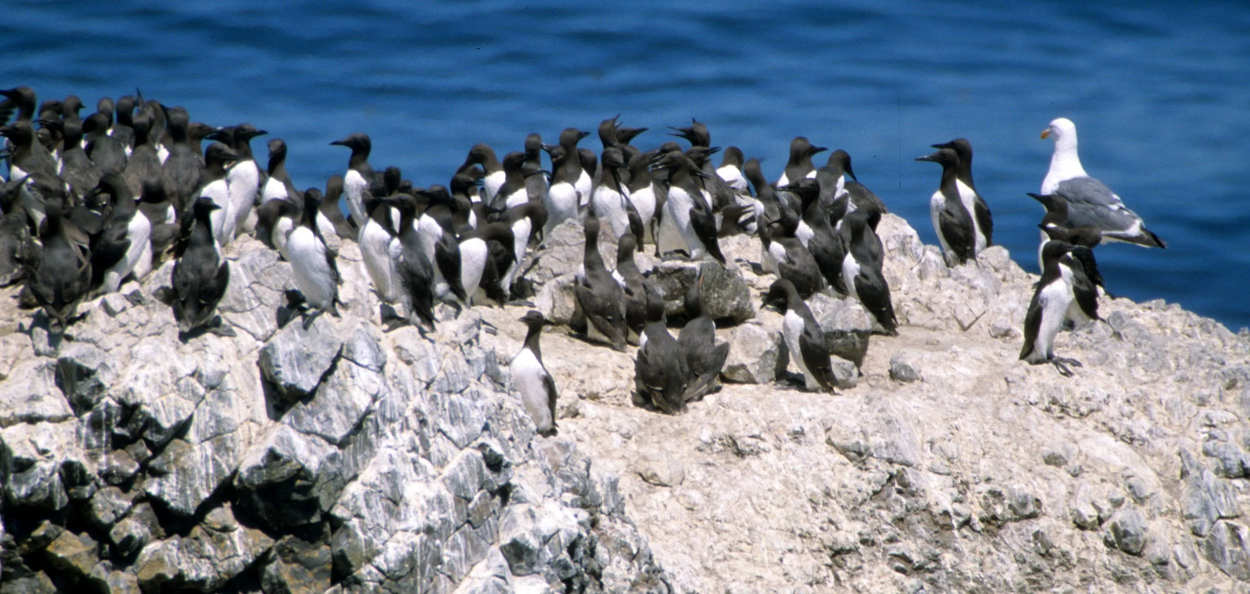 Common Murre (Uria aalge) — Coke Smith Wildlife