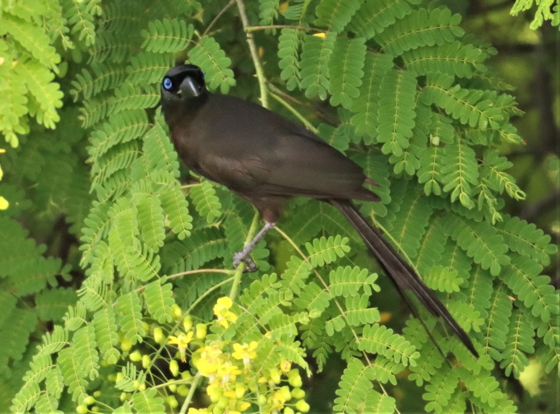 Racket-tailed Treepie (Crypsirina temia) Thailand — Coke Smith Wildlife