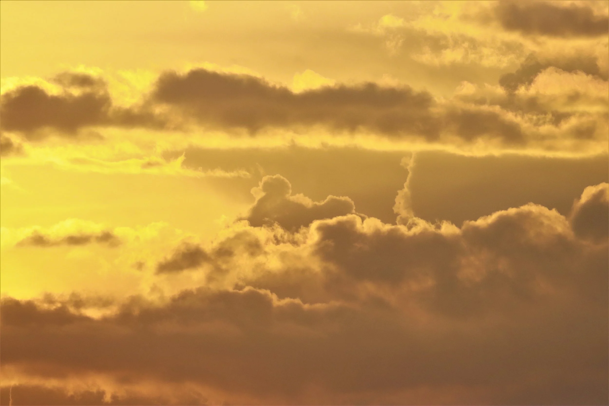 Genus Ovis Bighorn Sheep — Coke Smith Wildlife