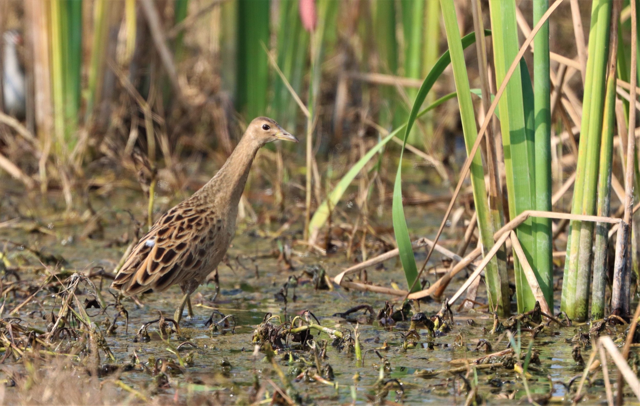 Watercock (Gallicrex cinerea) Thap Yao Rice Fields Lat Krabang Bangkok ...