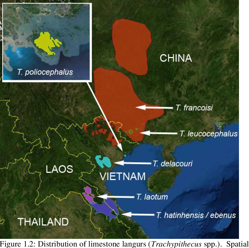 Delacour's Langur (Trachypithecus delacouri) — Coke Smith Wildlife