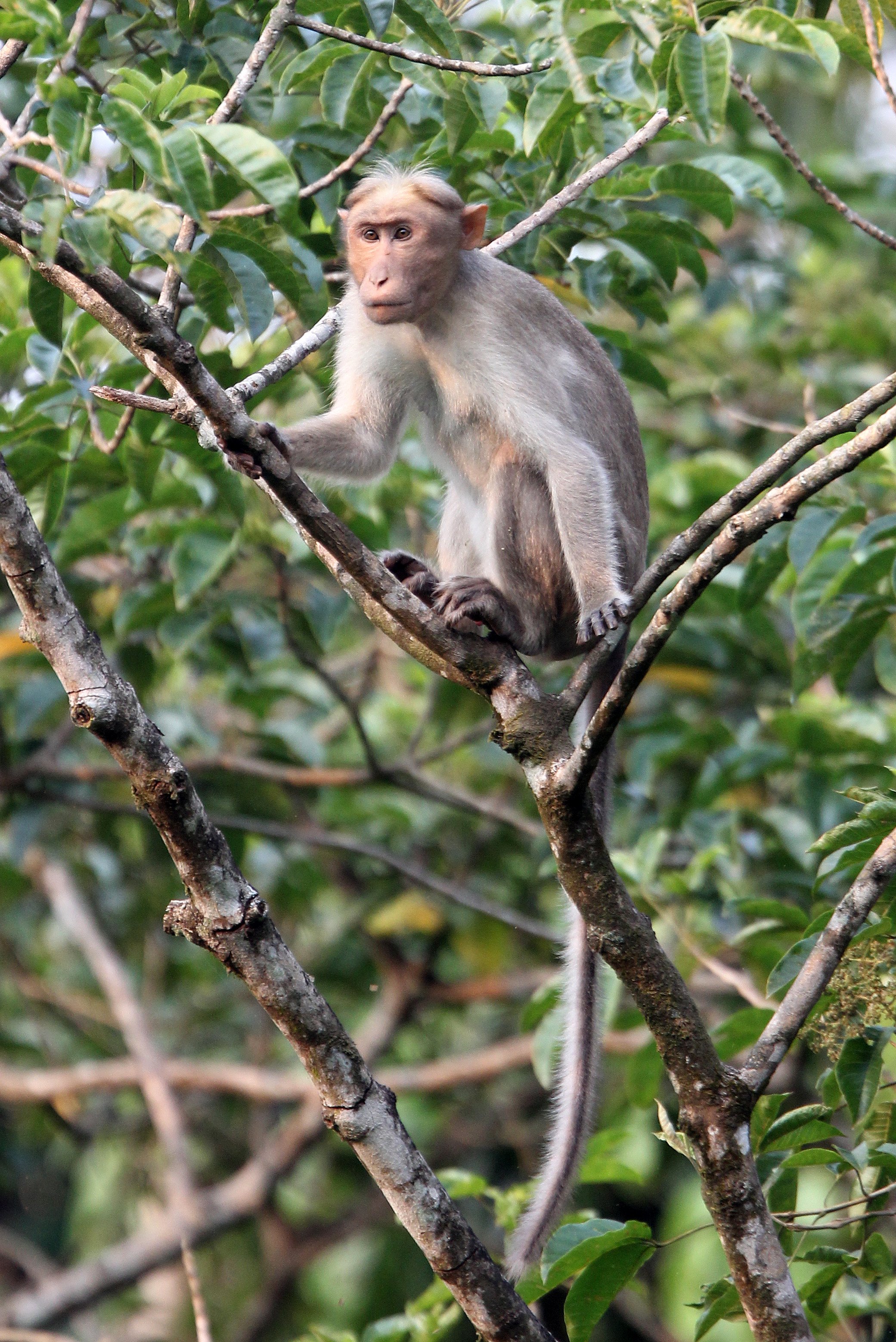 Macaca radiata Bonnet Macaque — Coke Smith Wildlife