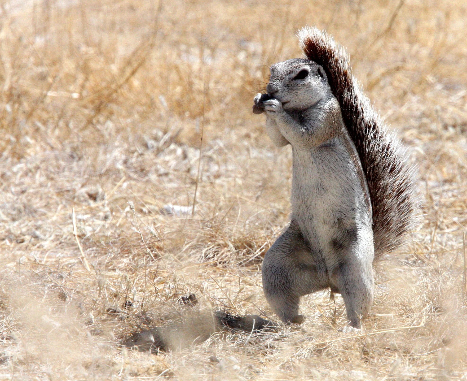 Genus Xerus, Euxerus, Geosciurus - African Ground Squirrels — Coke ...