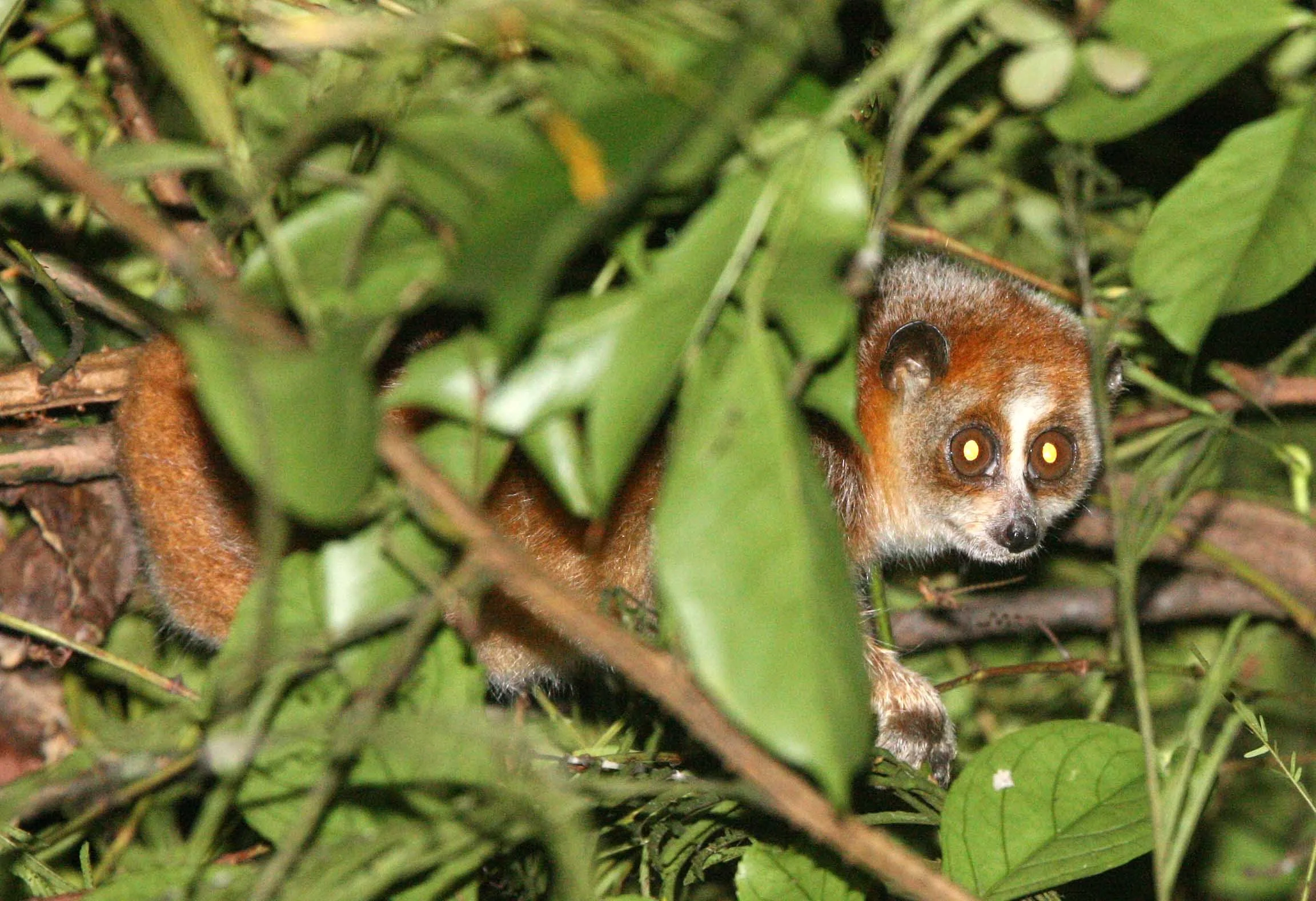 Xanthonycticebus pygmaeus Pygmy Slow Loris — Coke Smith Wildlife