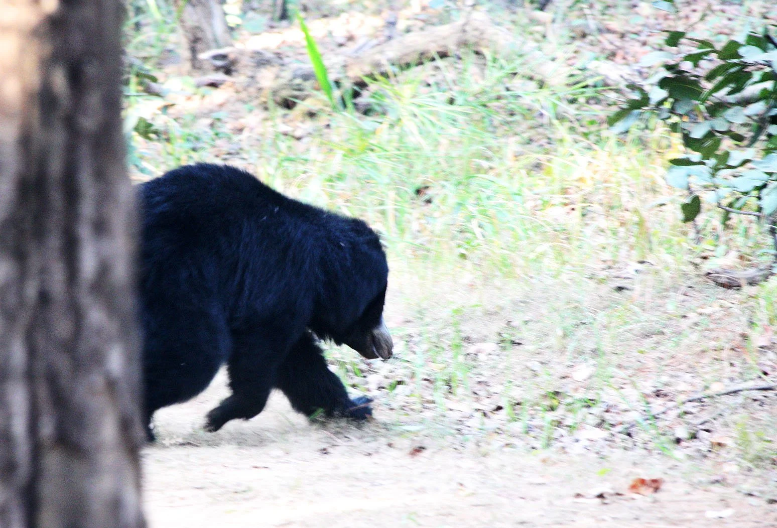 Melursus ursinus Sloth Bear — Coke Smith Wildlife