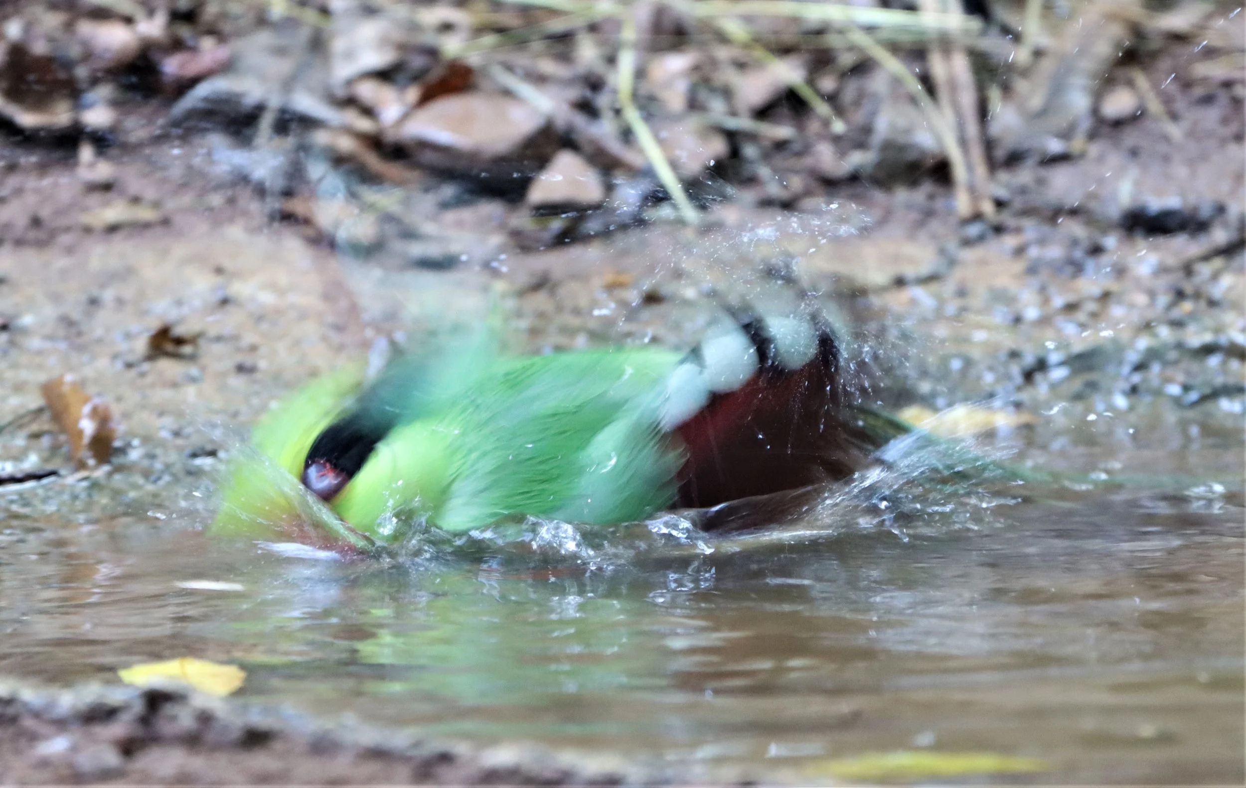 Common Green Magpie (Cissa chinensis) Thailand — Coke Smith Wildlife