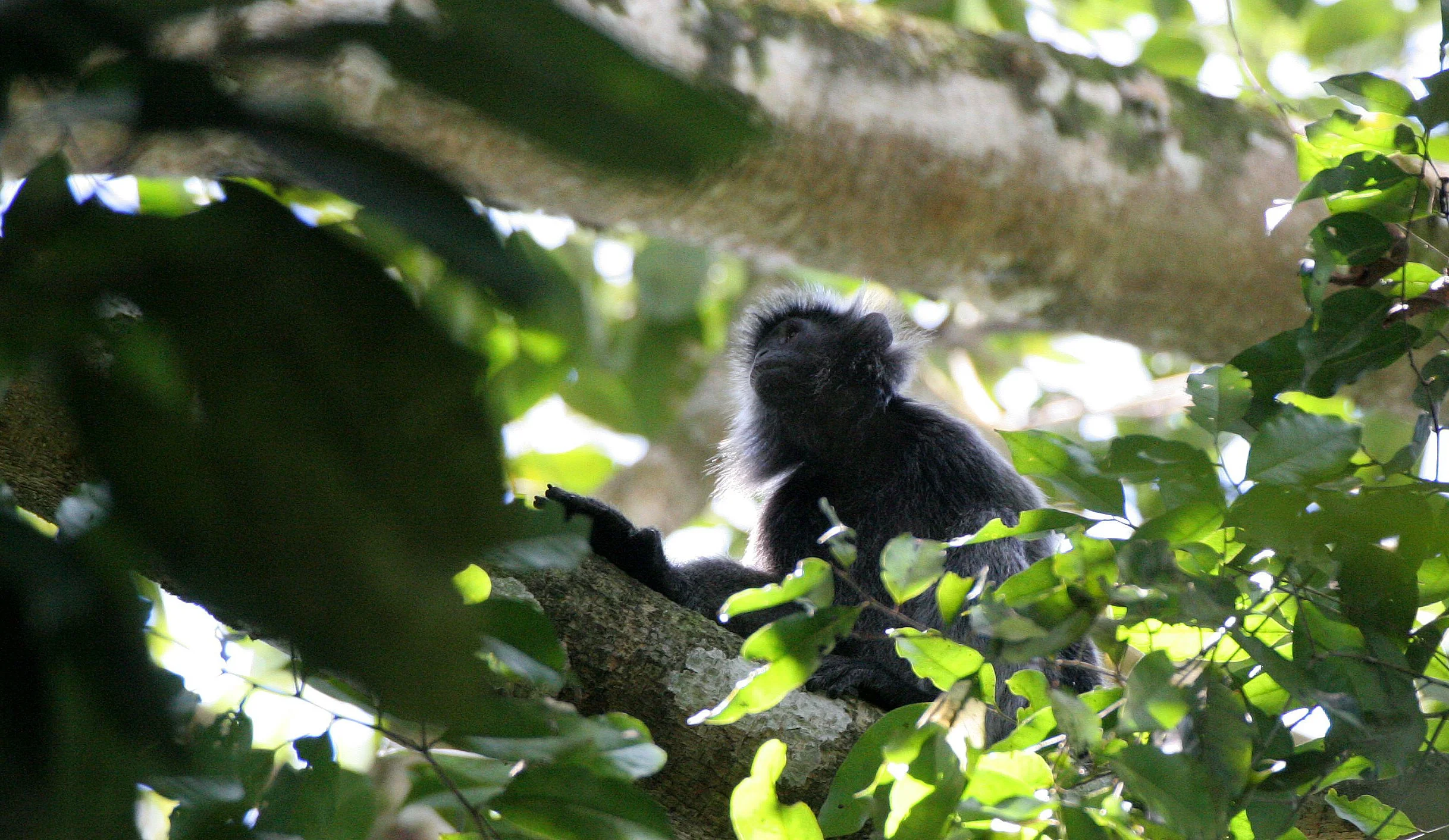 Trachypithecus cristatus - Silvered Langur — Coke Smith Wildlife