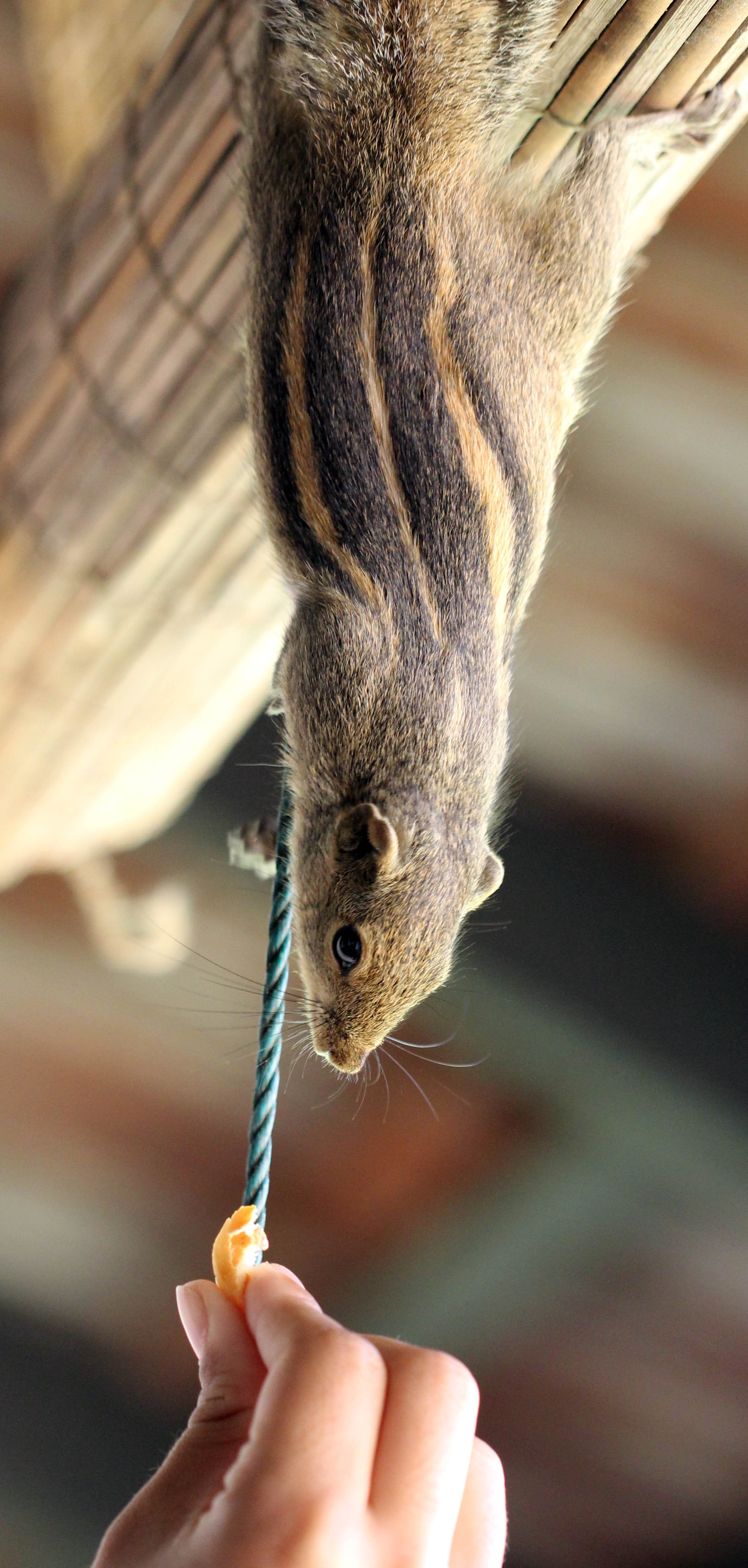 Genus Funambulus - Palm Squirrel — Coke Smith Wildlife