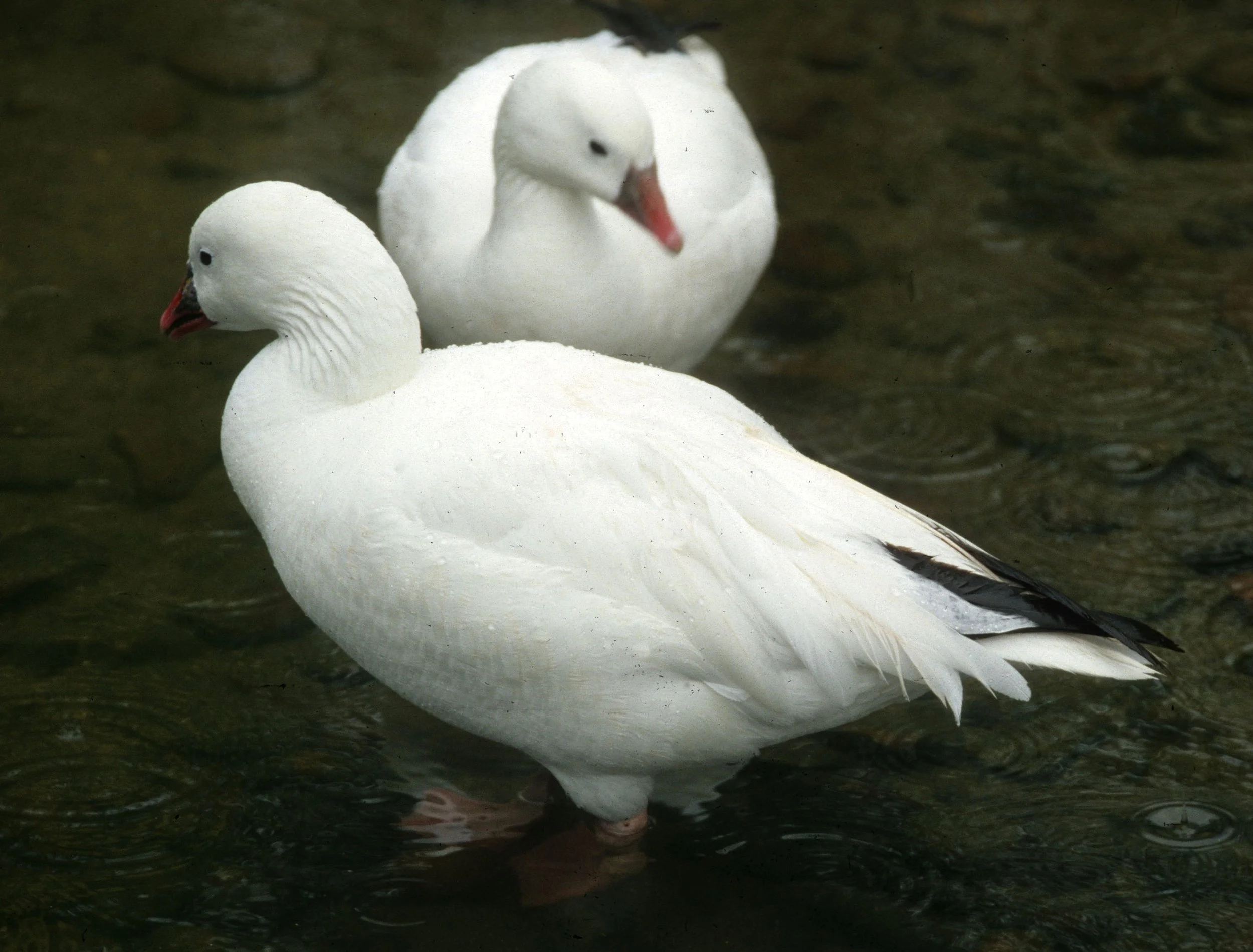 Ross Goose (Anser rossi) — Coke Smith Wildlife