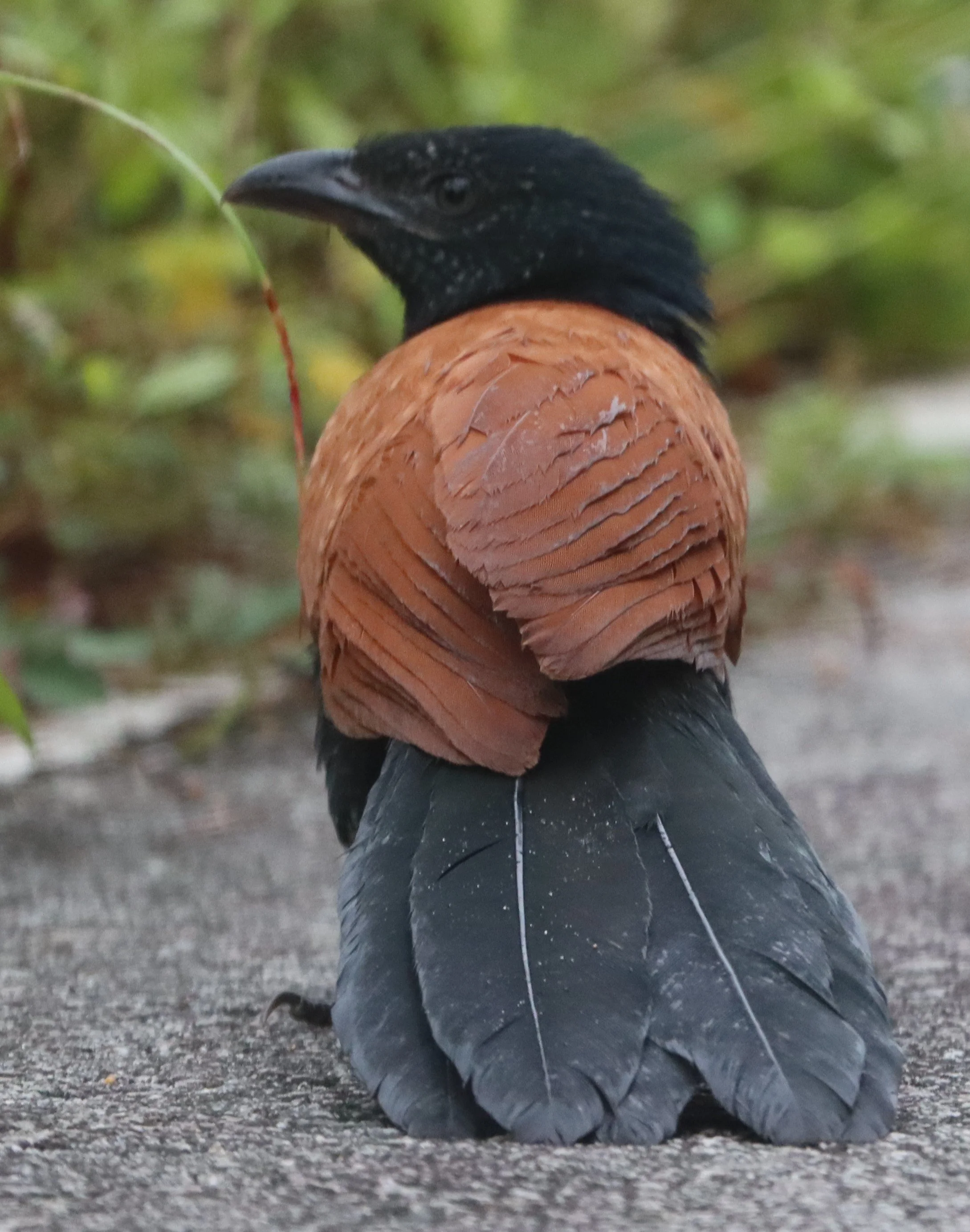 Genus Centropus Coucals — Coke Smith Wildlife