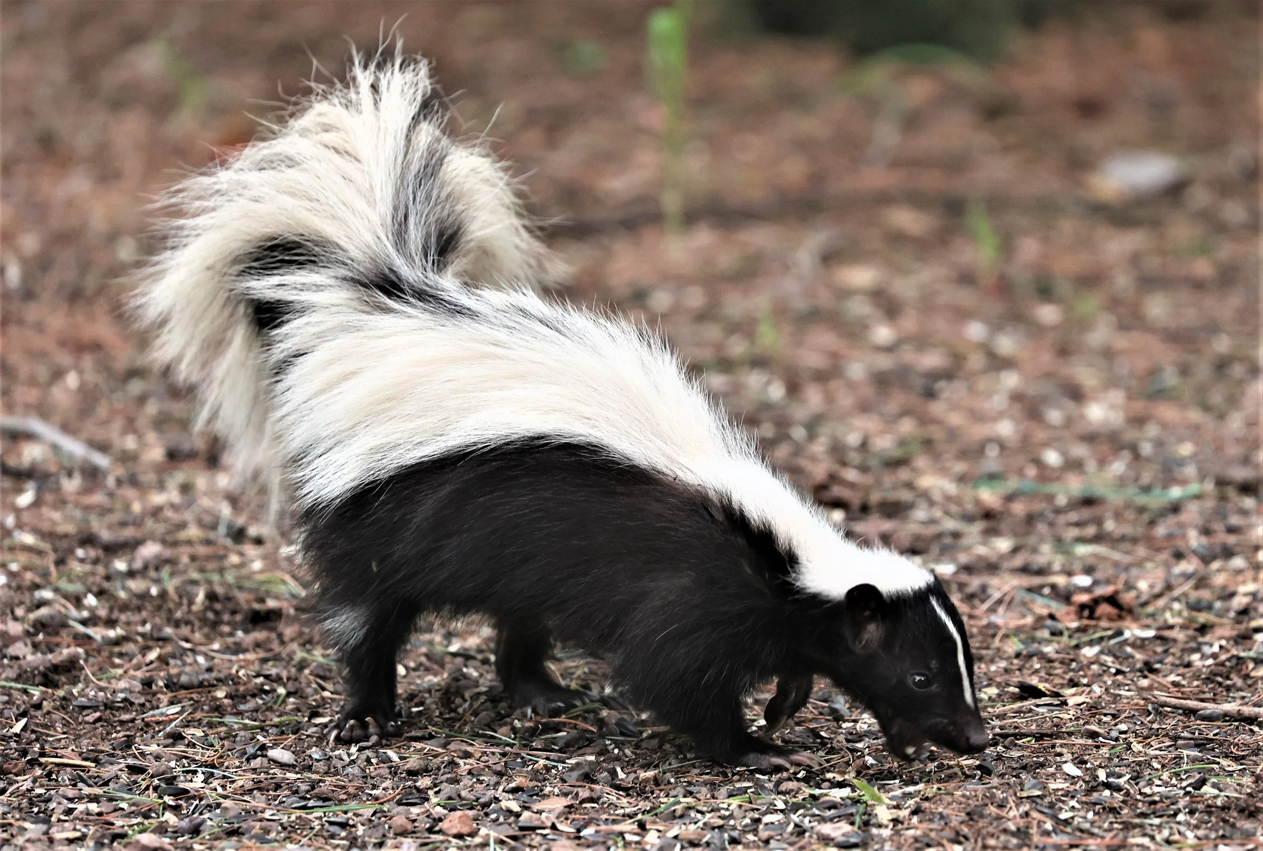 Genus Mephitis Skunks — Coke Smith Wildlife
