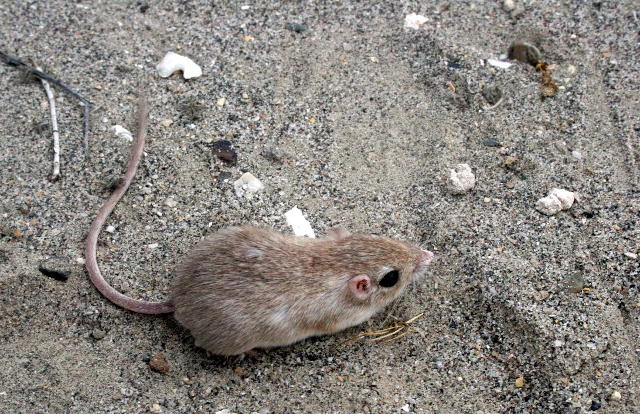 Family Heteromyidae Kangaroo Rates & Pocket Mice — Coke Smith Wildlife