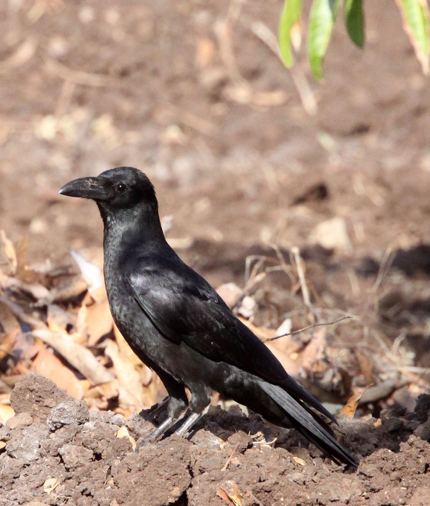 Large-billed Crow (Corvus macrorhynchos) Thailand, China, Japan — Coke ...