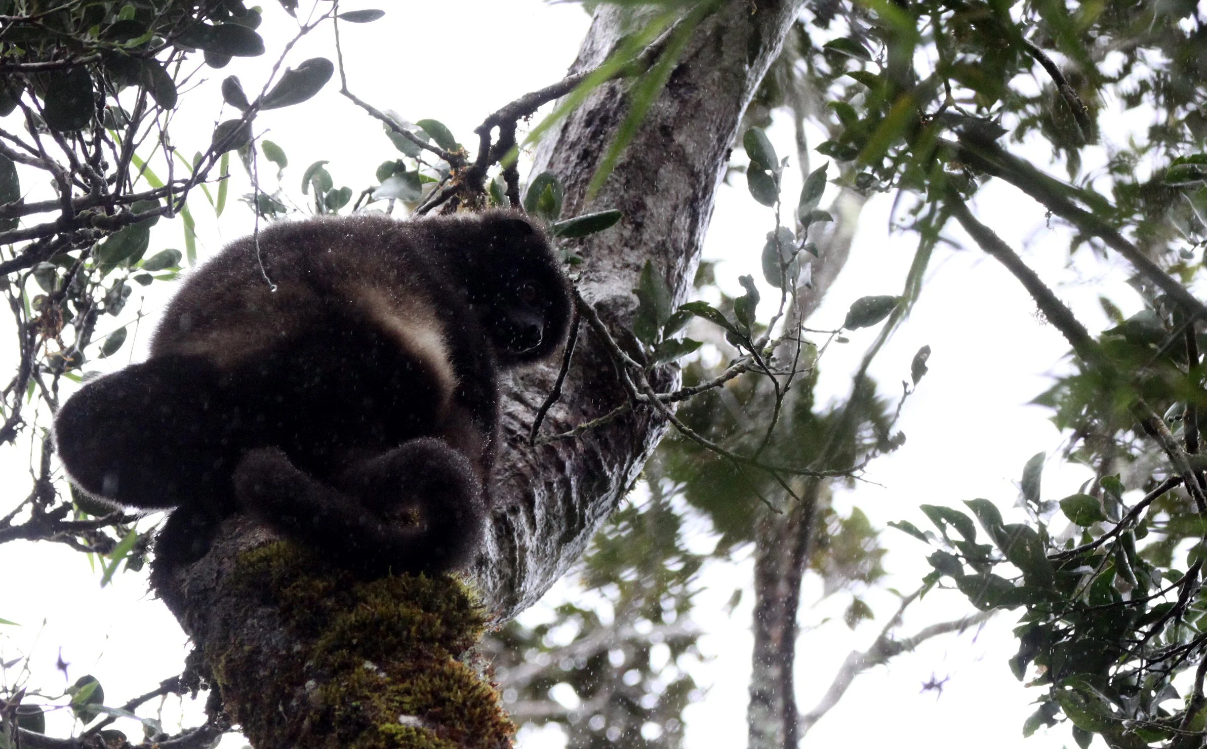 Propithecus edwardsi Milne-Edwards Sifaka — Coke Smith Wildlife