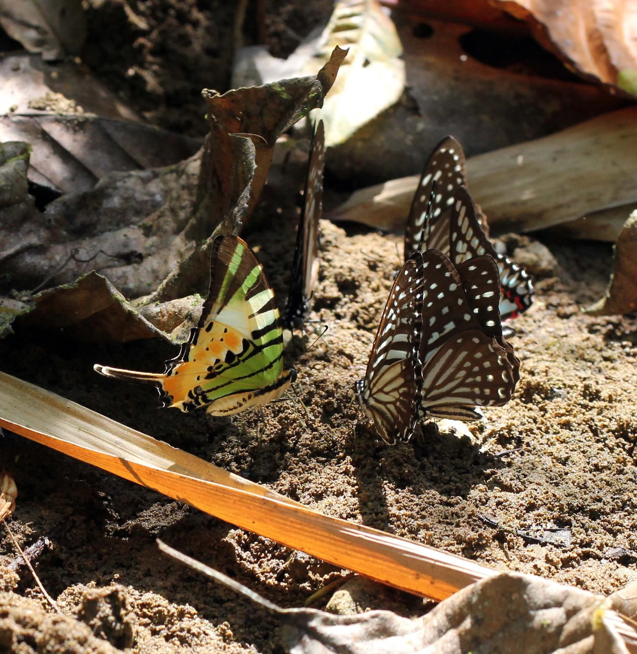 Family Papilionidae - Swallowtail Butterflies — Coke Smith Wildlife