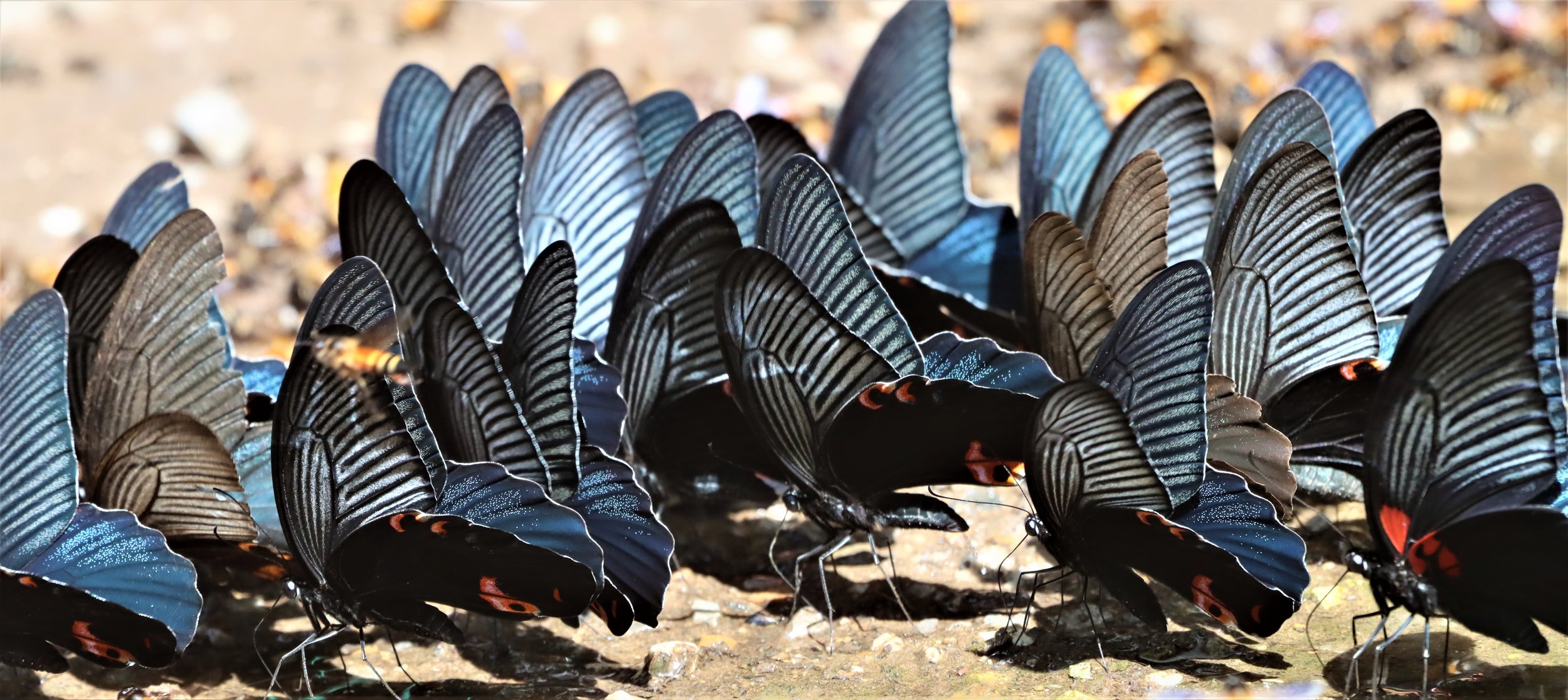 Family Papilionidae - Swallowtail Butterflies — Coke Smith Wildlife