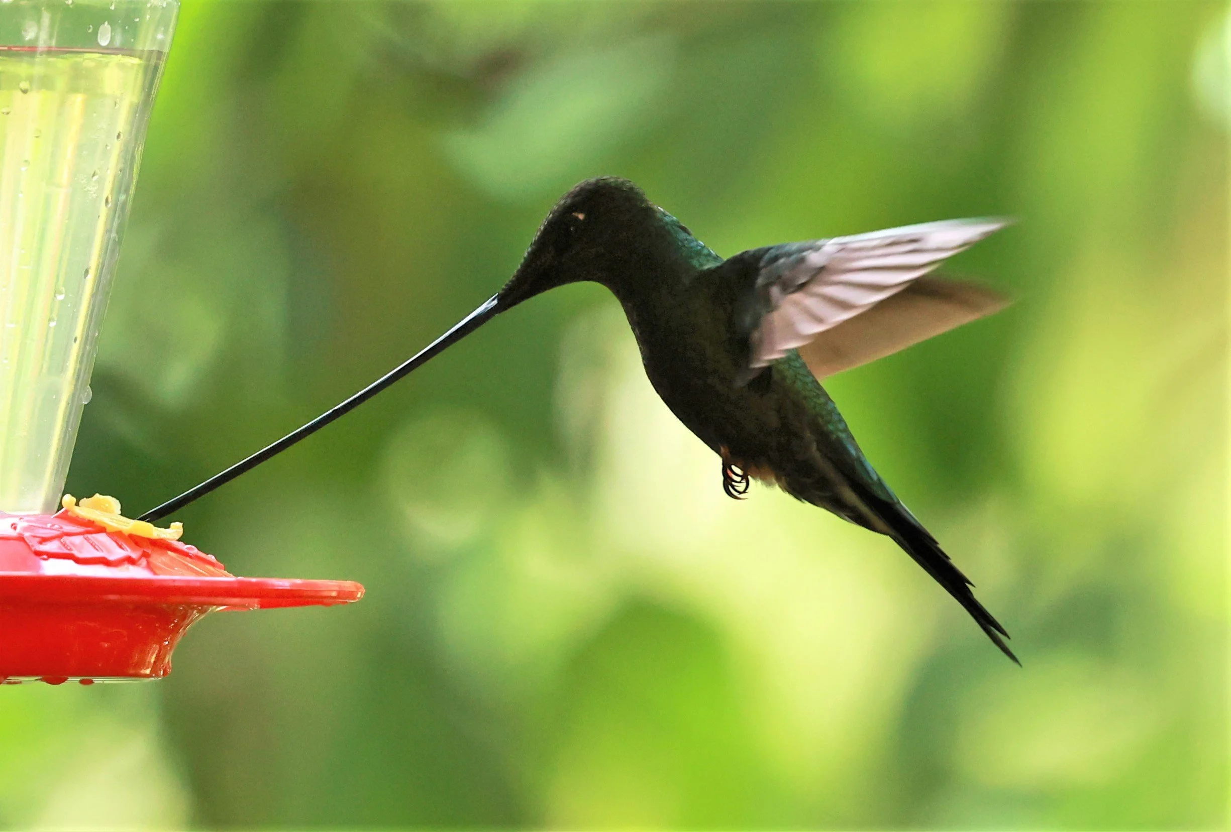Sword-billed Hummingbird (Ensifera ensifera) Guango Lodge, Papallacta ...