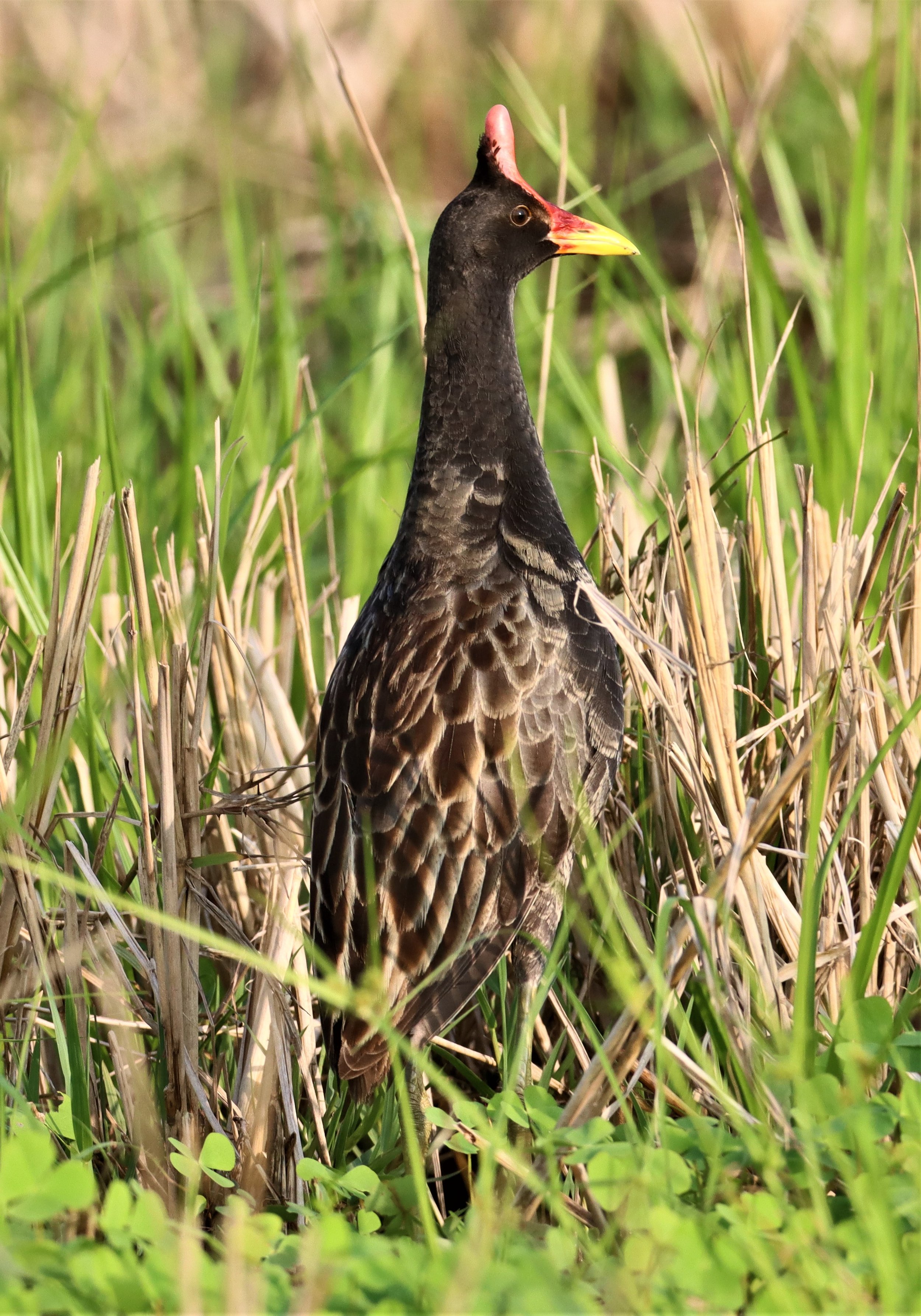 Watercock (Gallicrex cinerea) Thap Yao Rice Fields Lat Krabang Bangkok ...