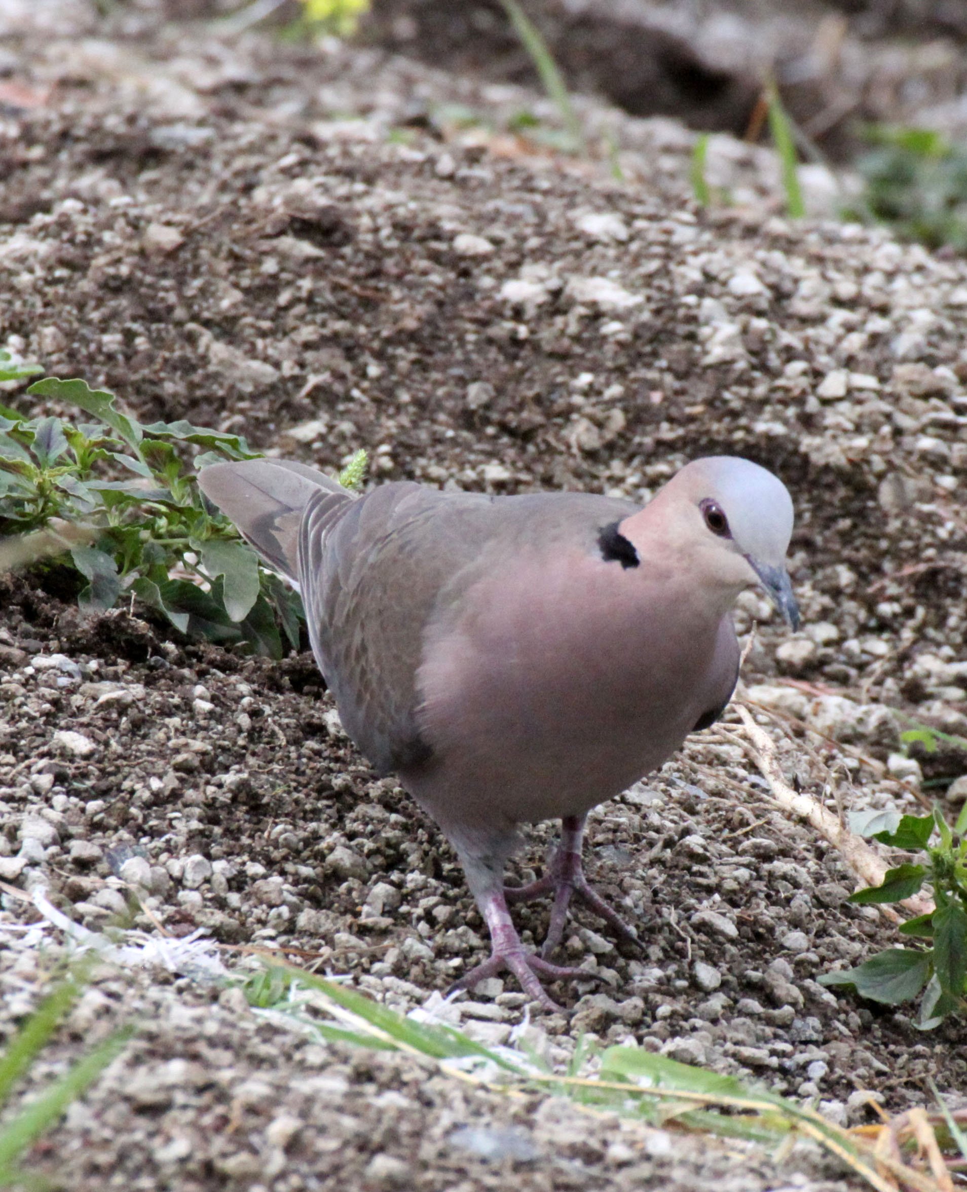 Genus Streptopelia Mourning & Turtle Doves — Coke Smith Wildlife