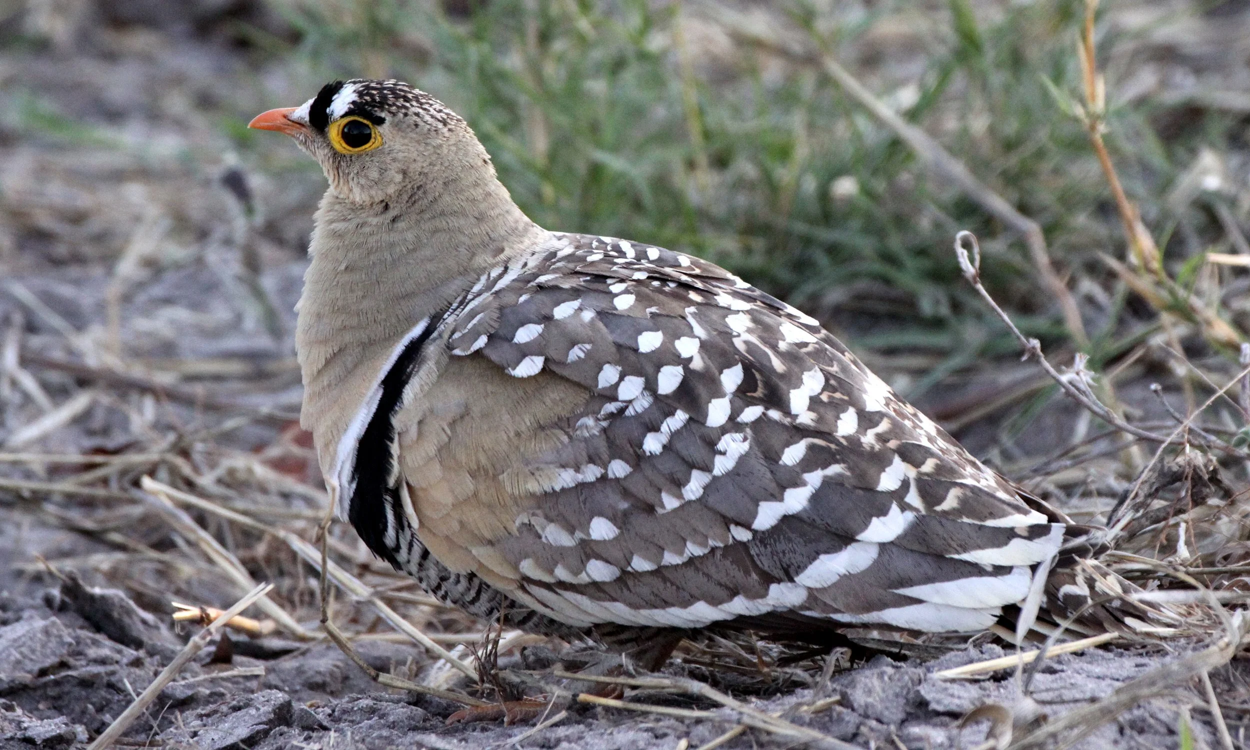 Genus Pterocles Sandgrouse — Coke Smith Wildlife