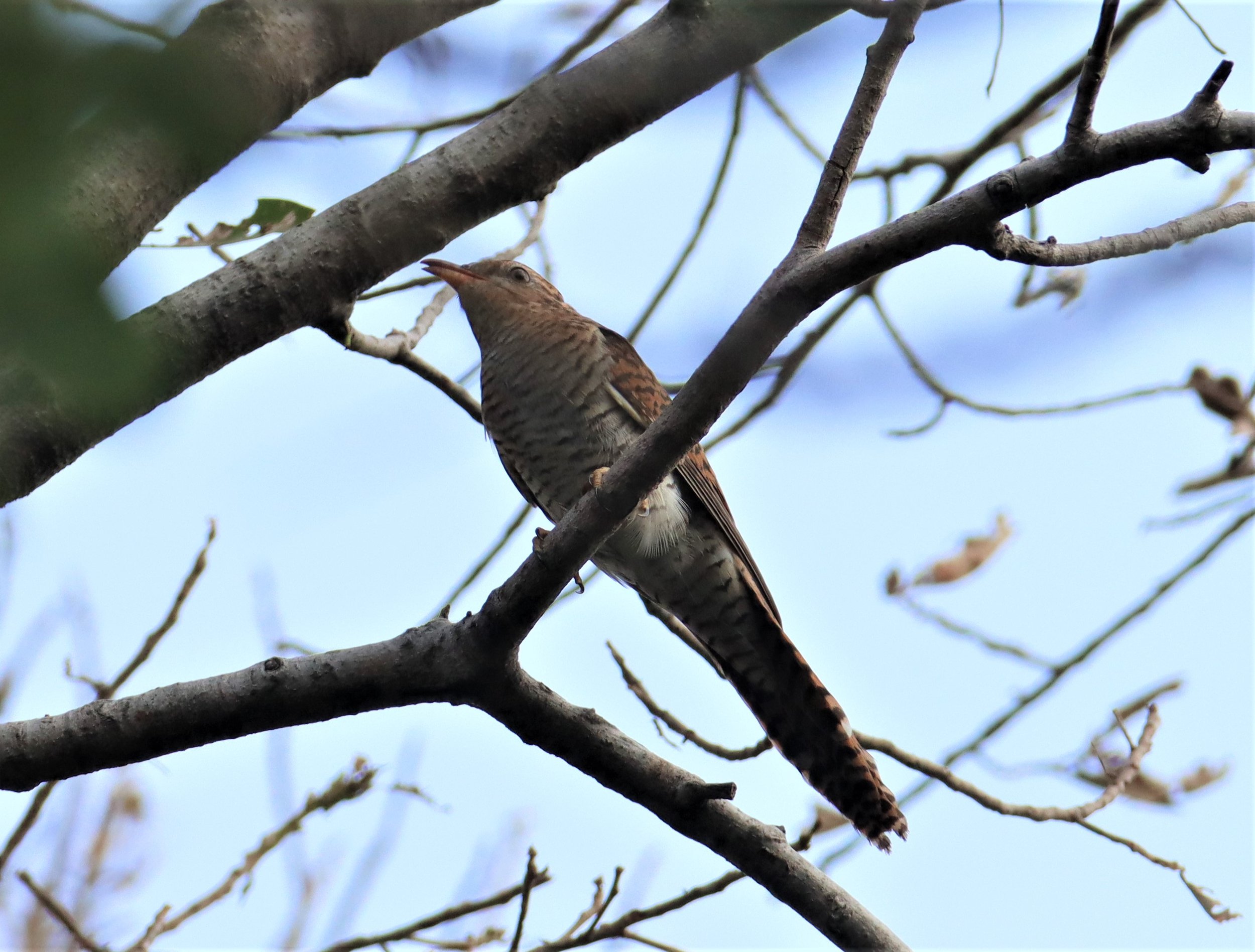 Genus Cacomantis Cuckoos — Coke Smith Wildlife