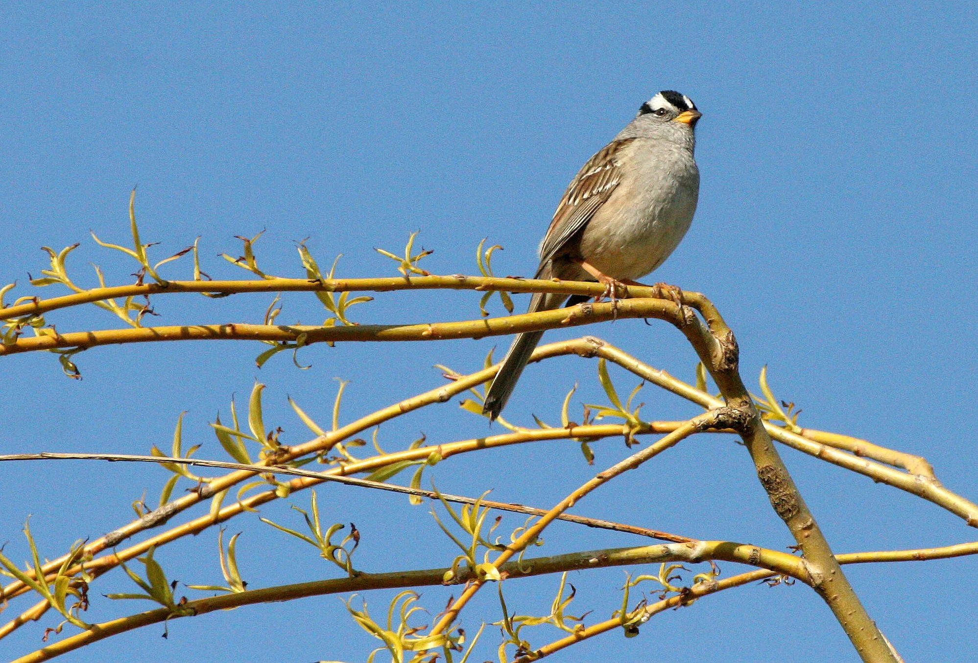 White-crowned Sparrow (Zonotrichia leucophrys) USA — Coke Smith Wildlife
