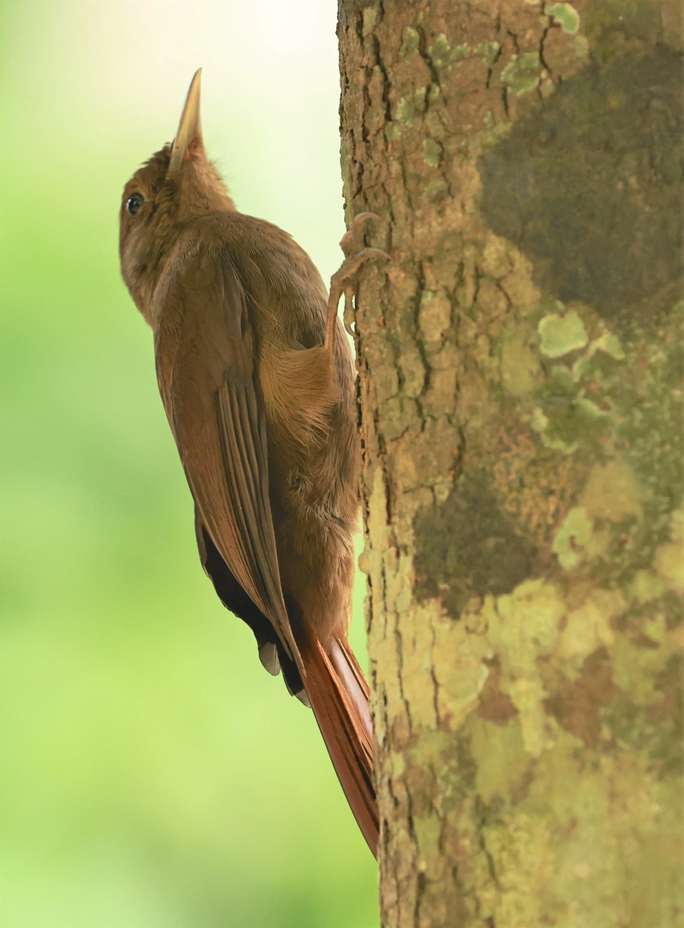 Birds of Rio de Janeiro — Coke Smith Wildlife