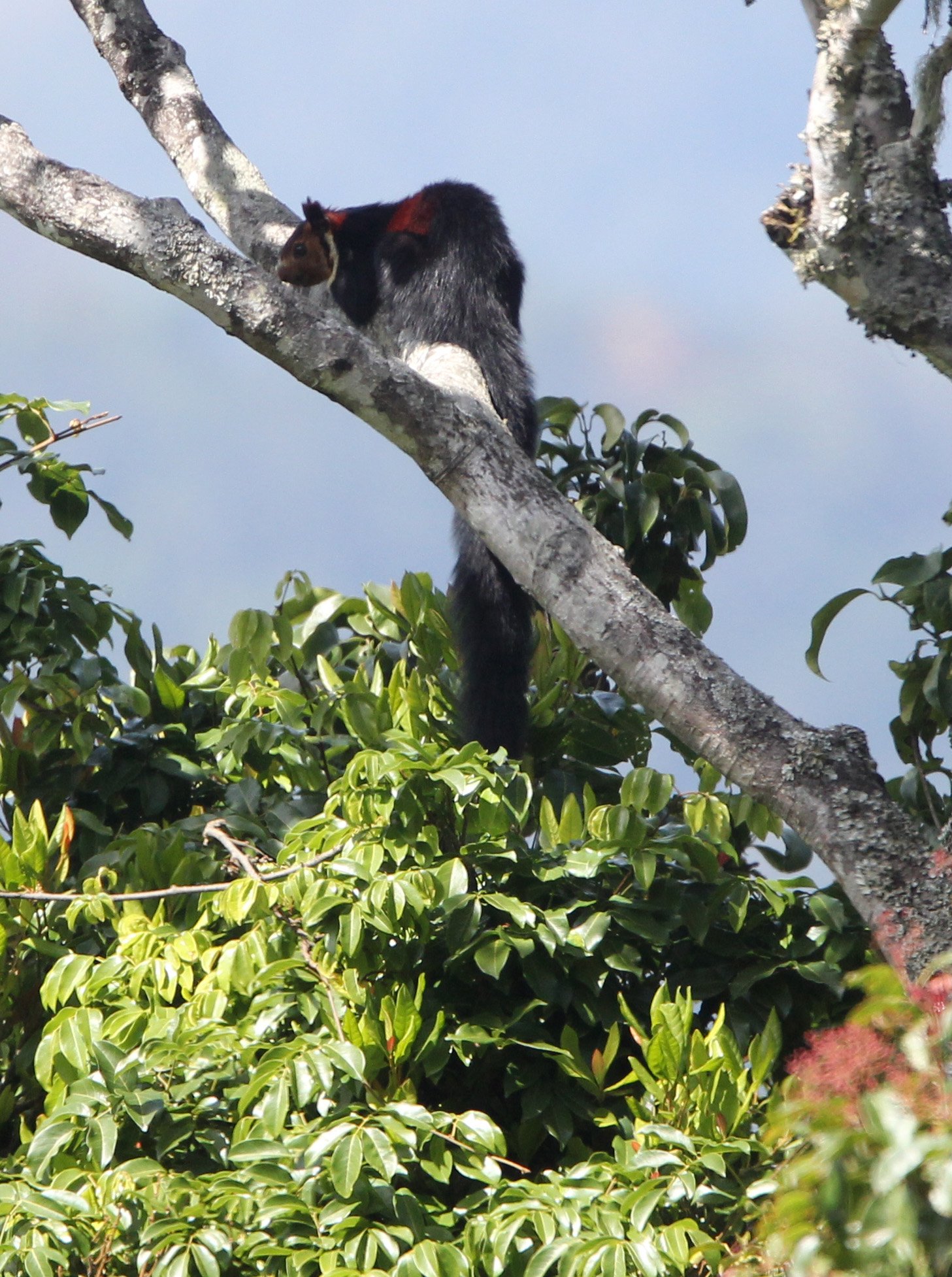 Ratufa indica - Indian Giant Squirrel — Coke Smith Wildlife