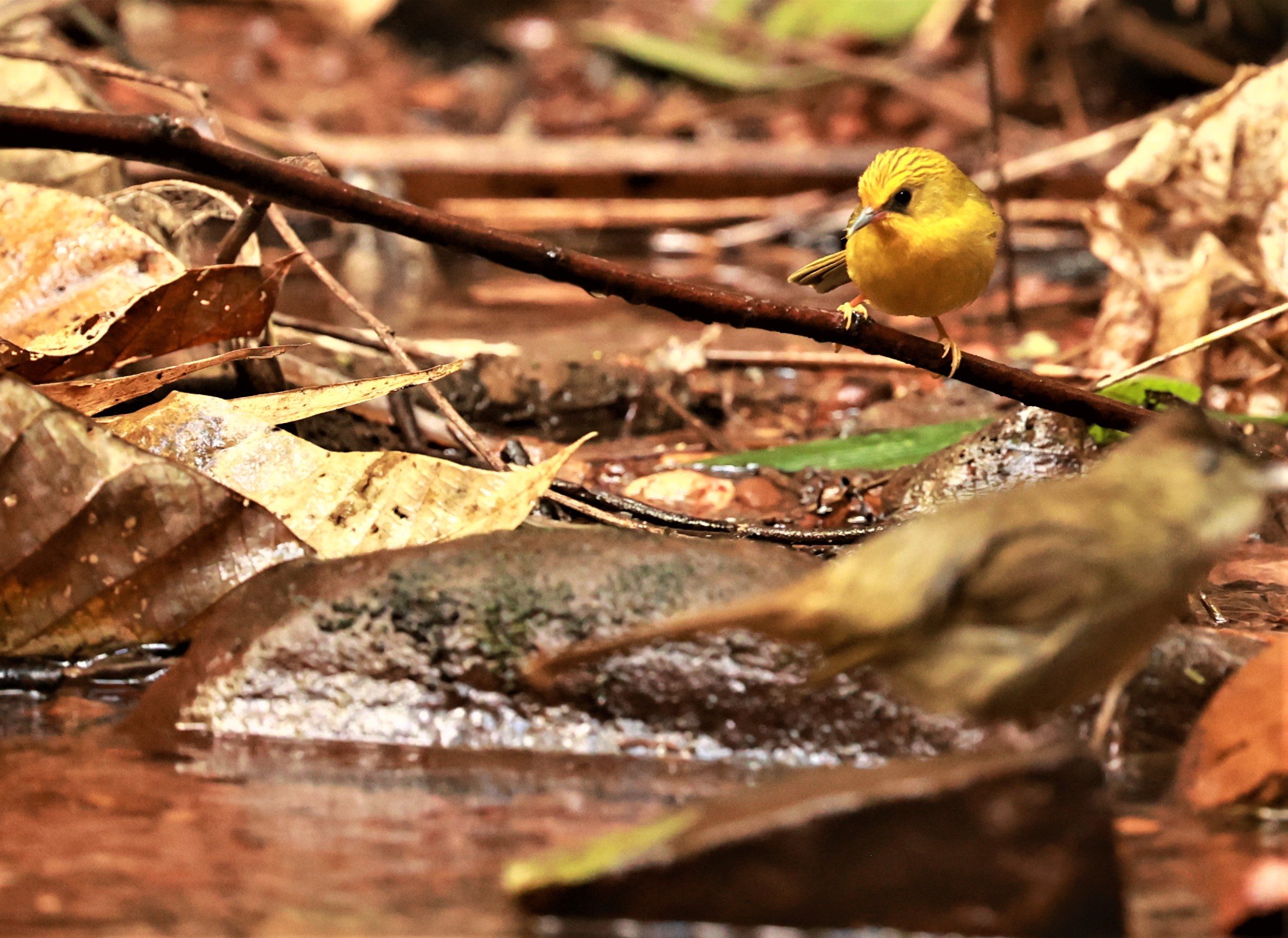 Golden Babbler (Cyanoderma chrysaeum) Thailand — Coke Smith Wildlife