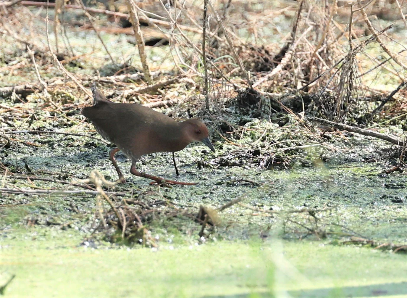 Ruddy-breasted Crake (Porzana fusca) Pathum Thani Rice Research Center ...
