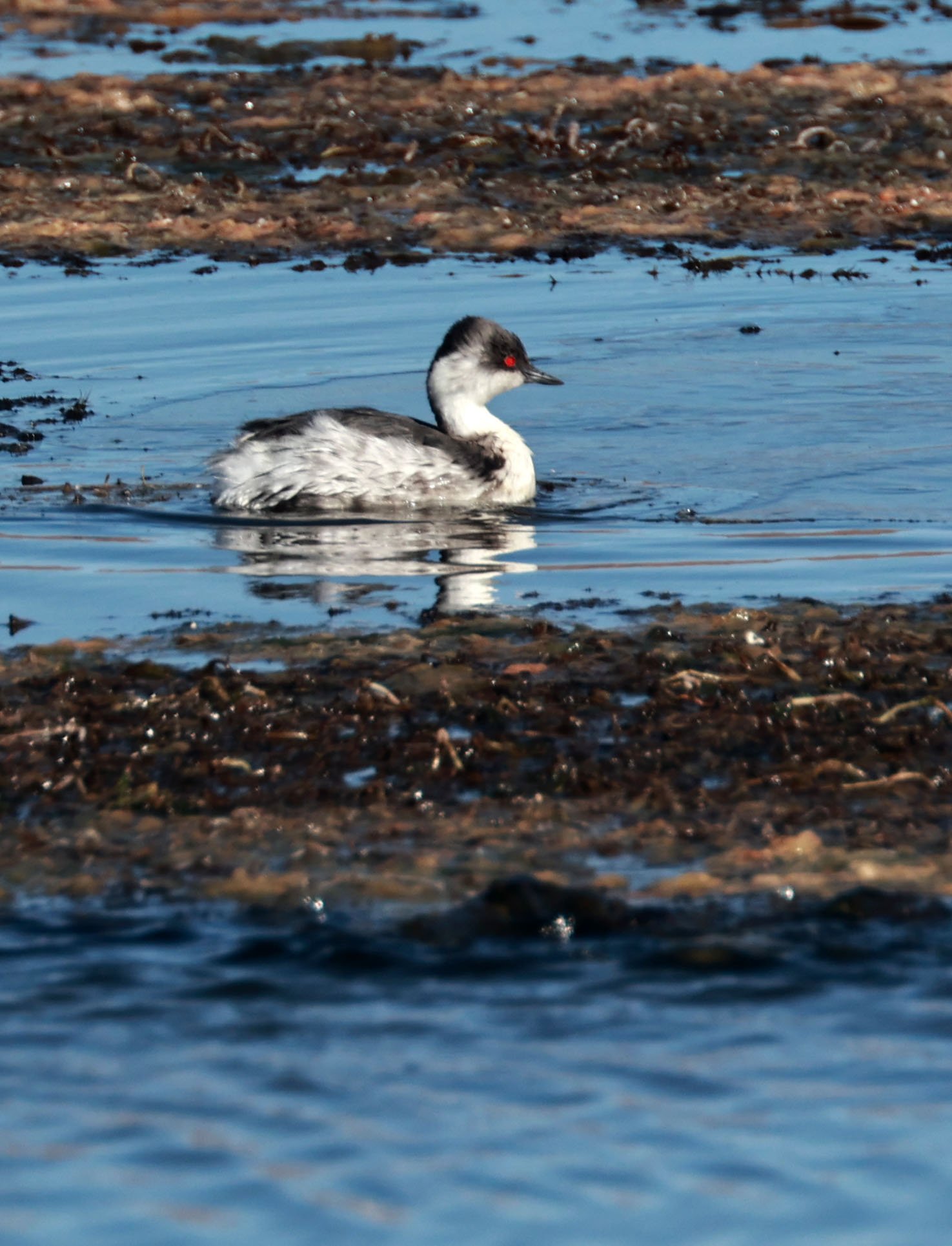 Silvery grebe (Podiceps occipitalis) Lauca National Park, Chile — Coke ...