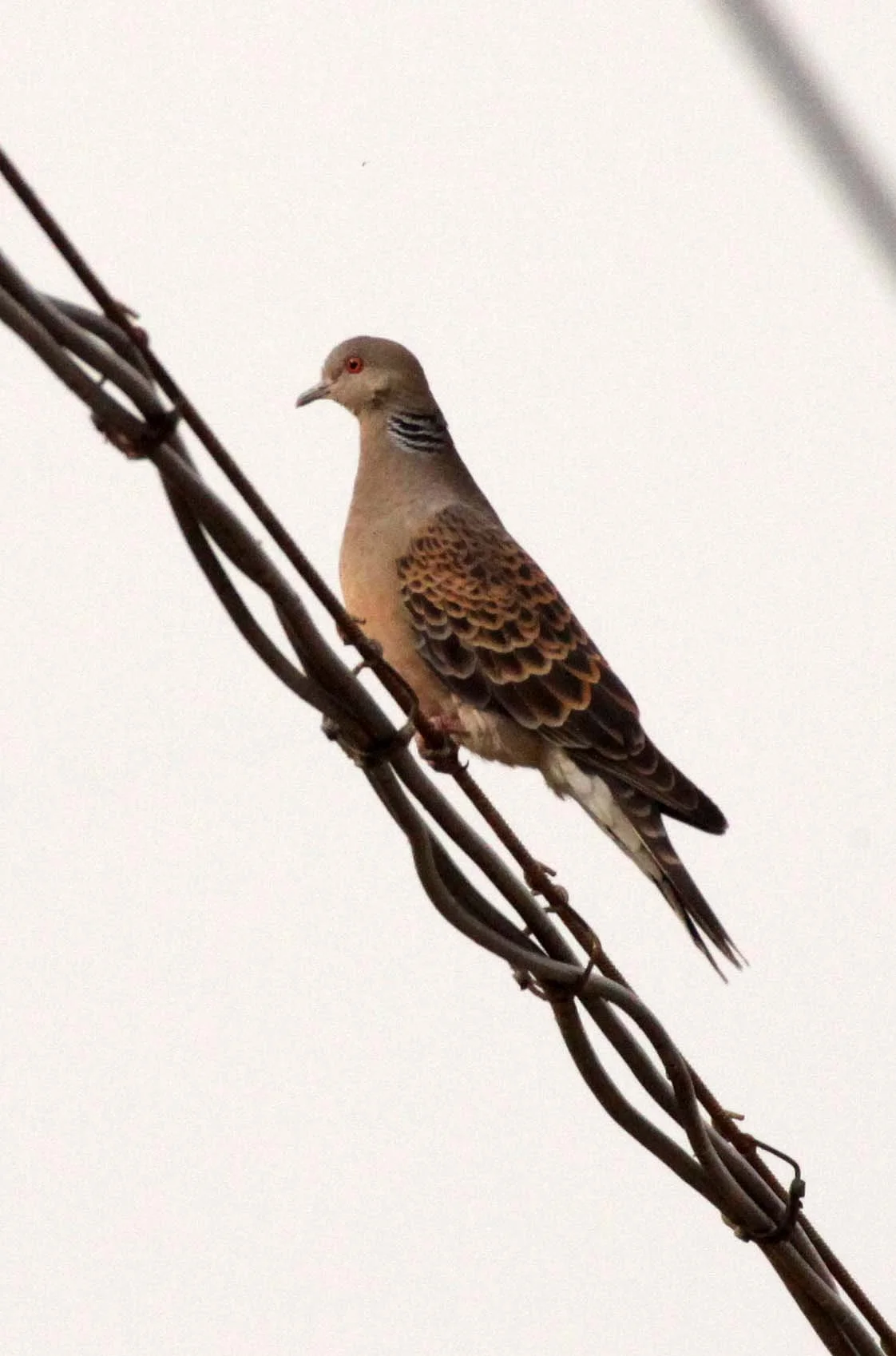 Genus Streptopelia Mourning & Turtle Doves — Coke Smith Wildlife