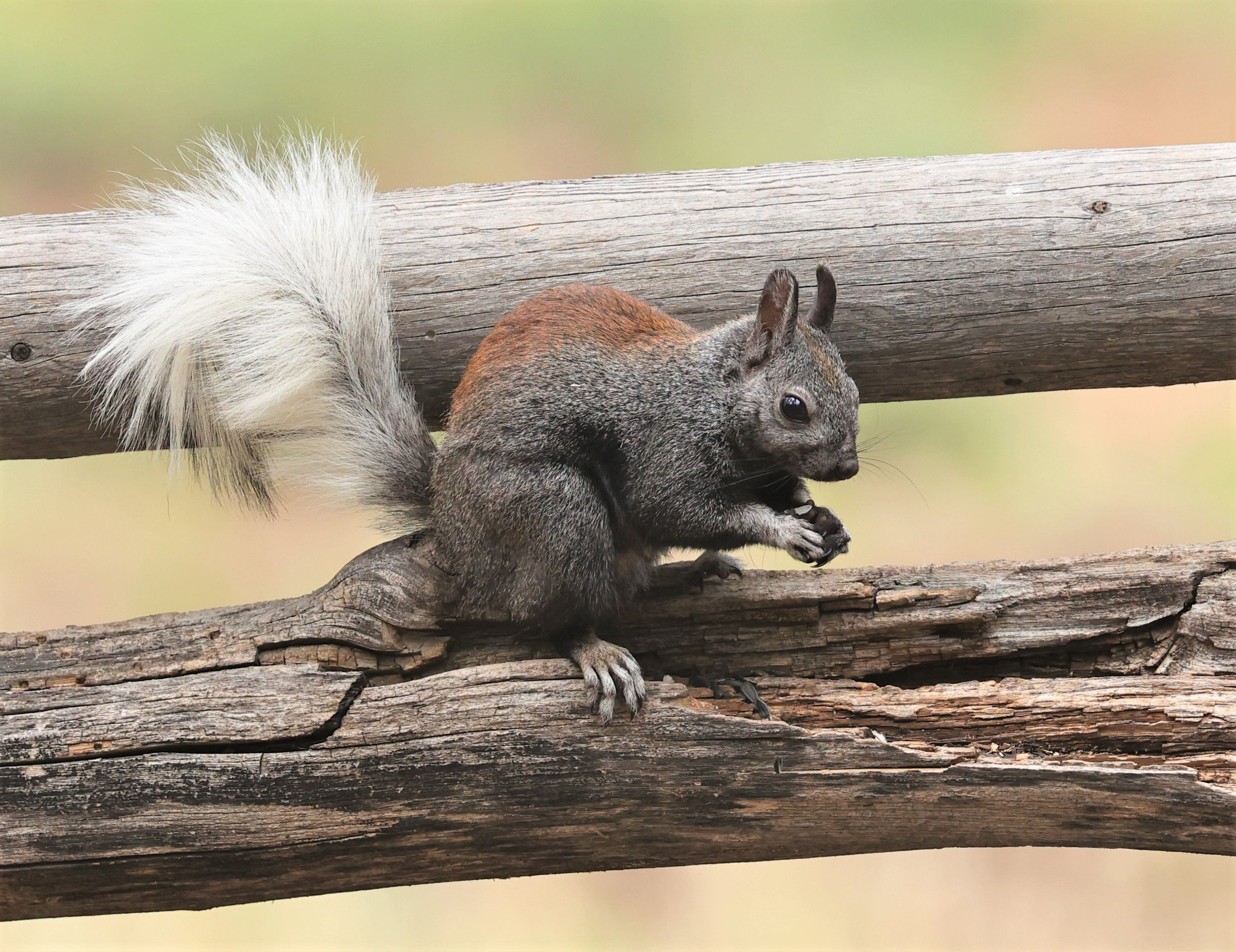 Order Mammalia — Coke Smith Wildlife