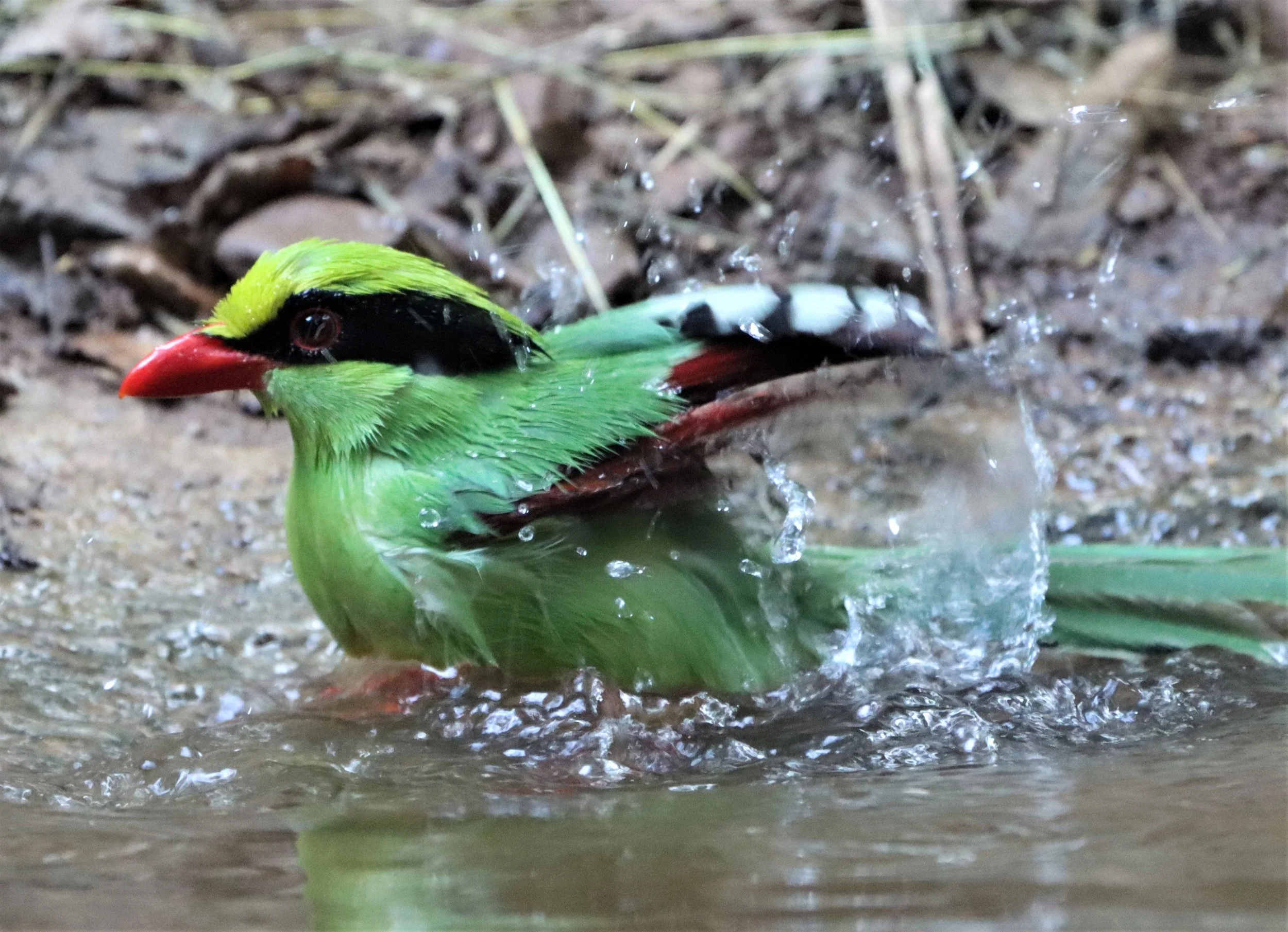 Common Green Magpie (Cissa chinensis) Thailand — Coke Smith Wildlife