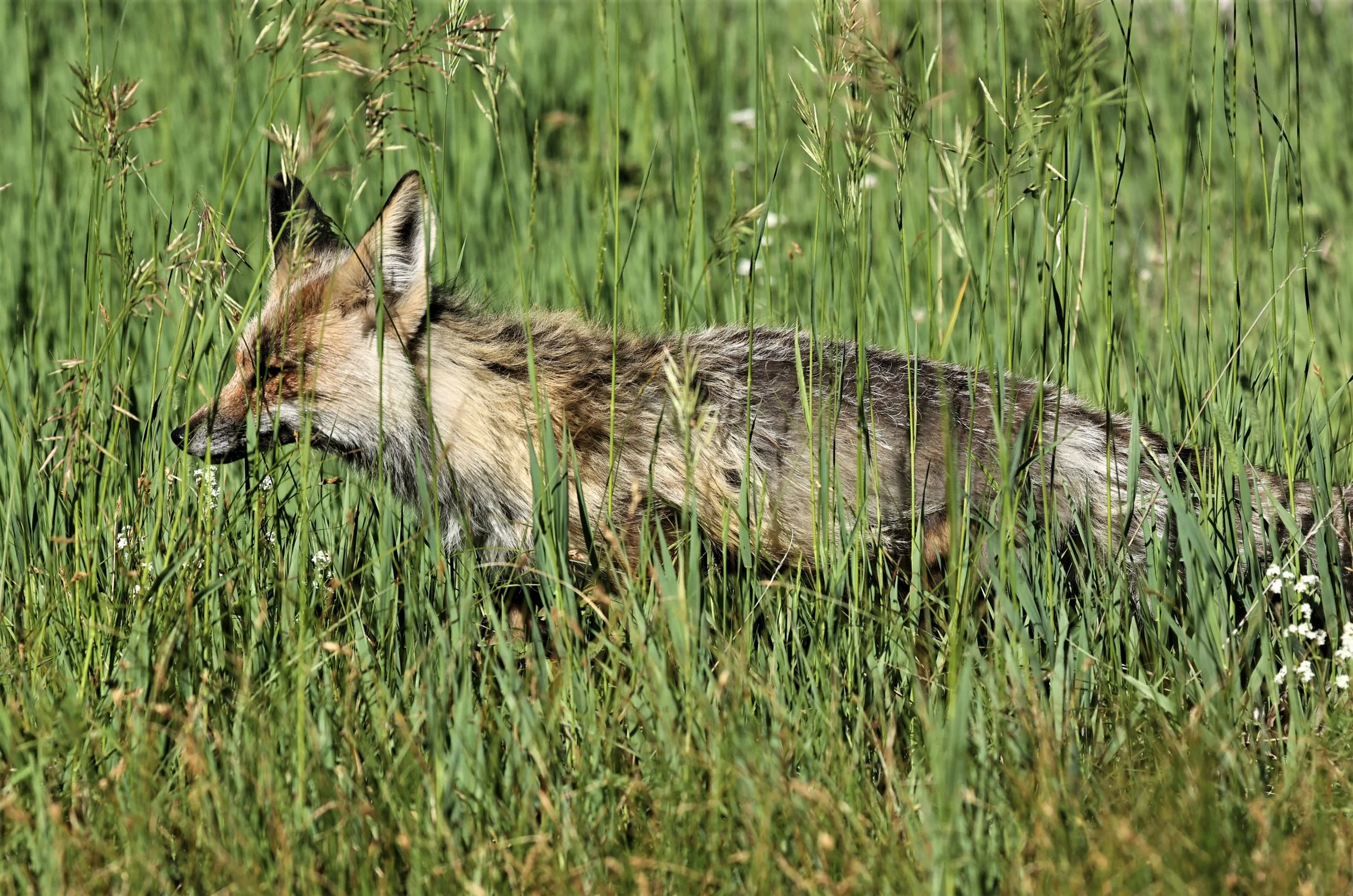 Vulpes vulpes Red Fox — Coke Smith Wildlife