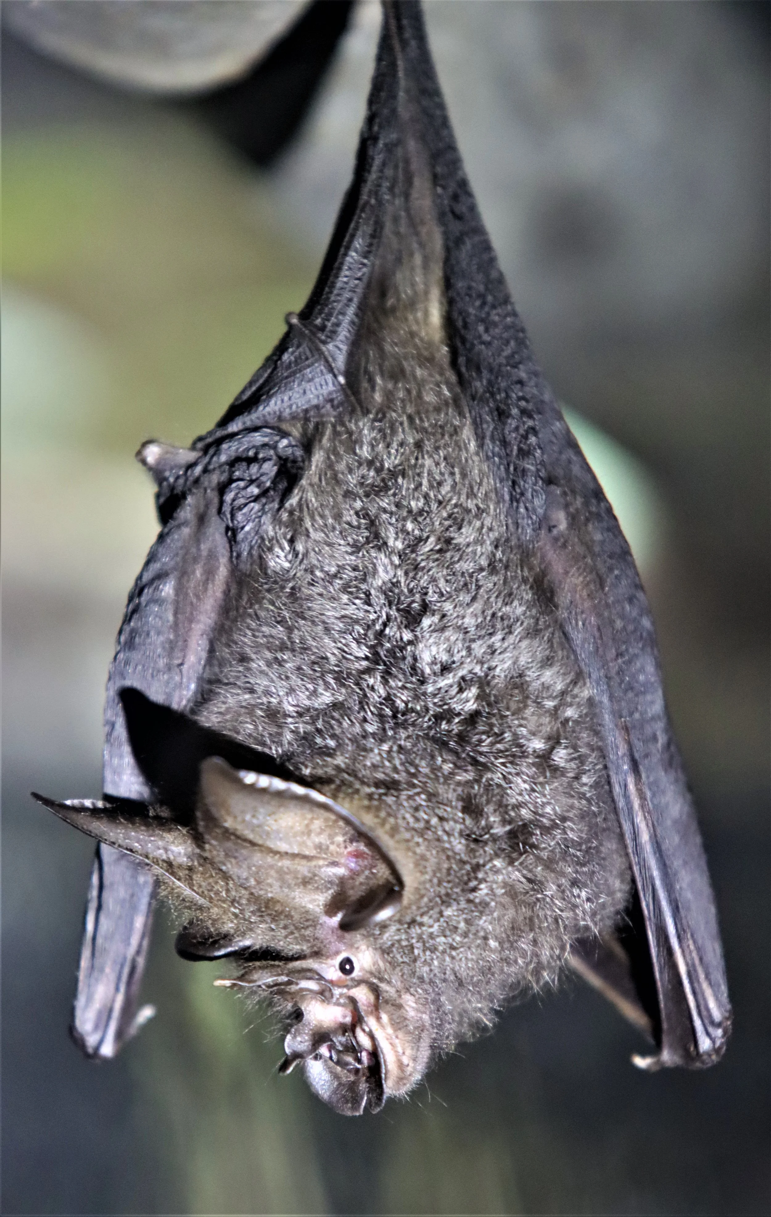 Rhinolophus luctus - Great Woolly Horseshoe Bat — Coke Smith Wildlife