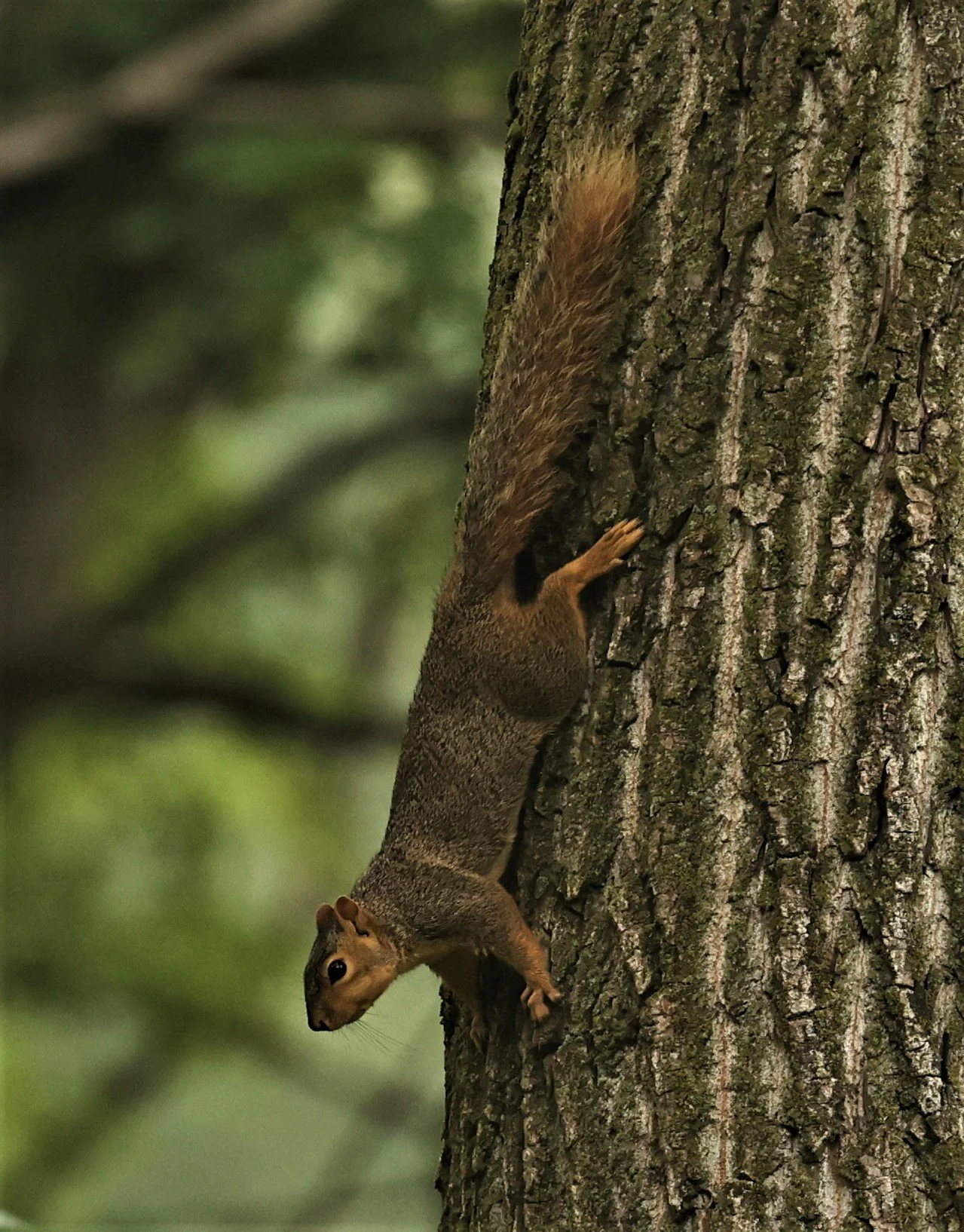 The Great Squirrel Safari of 2022 — Coke Smith Wildlife