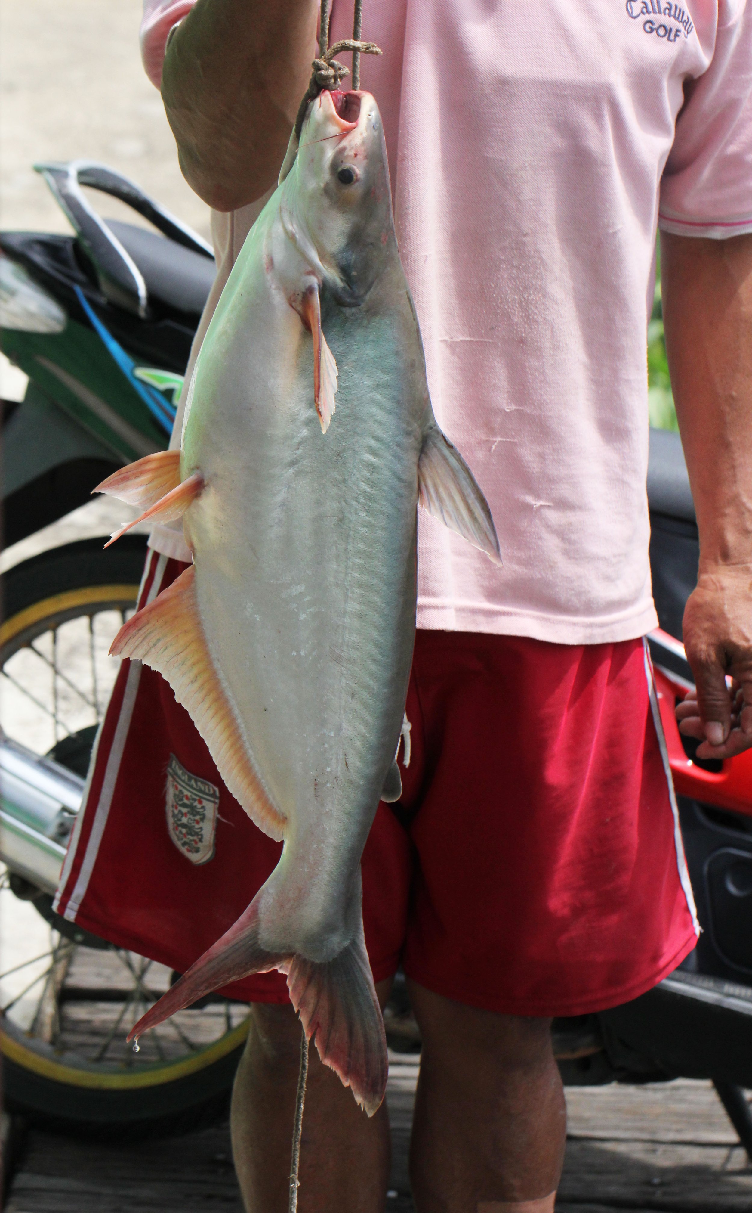 Catfish — Coke Smith Wildlife