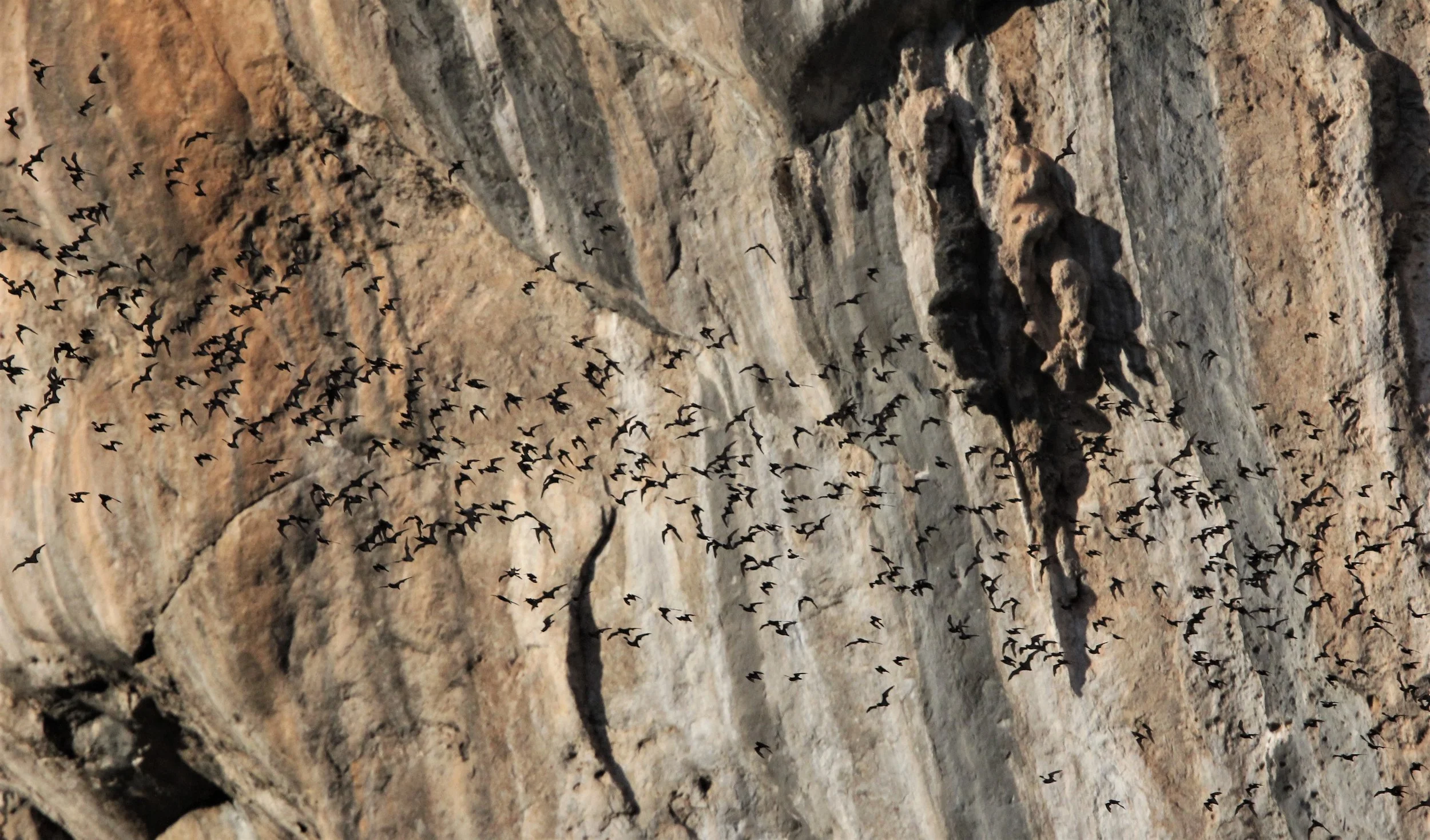 Chaerephon plicatus - Asian Wrinkle-lipped Bat — Coke Smith Wildlife