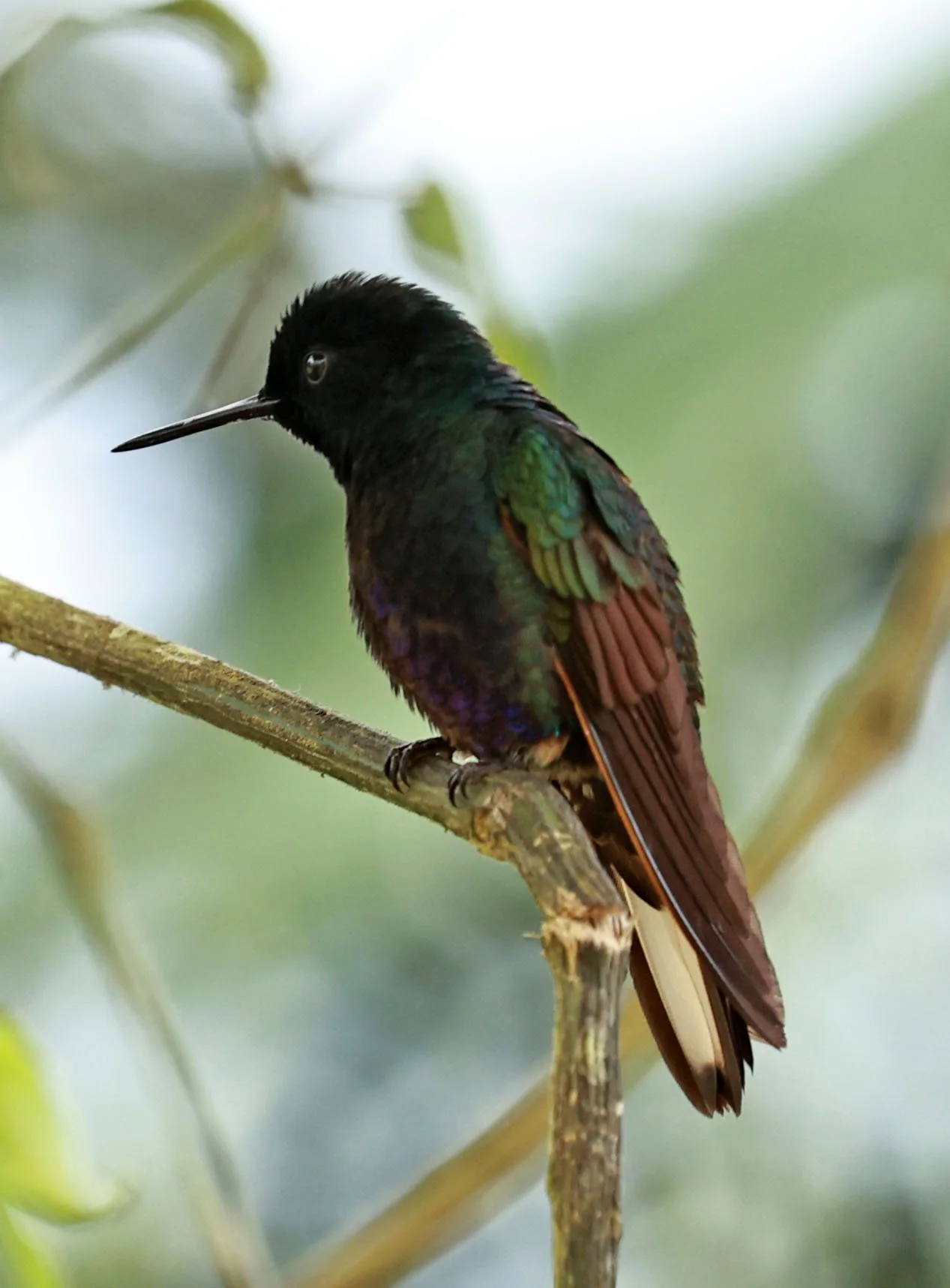 Hummingbird species that need identification — Coke Smith Wildlife
