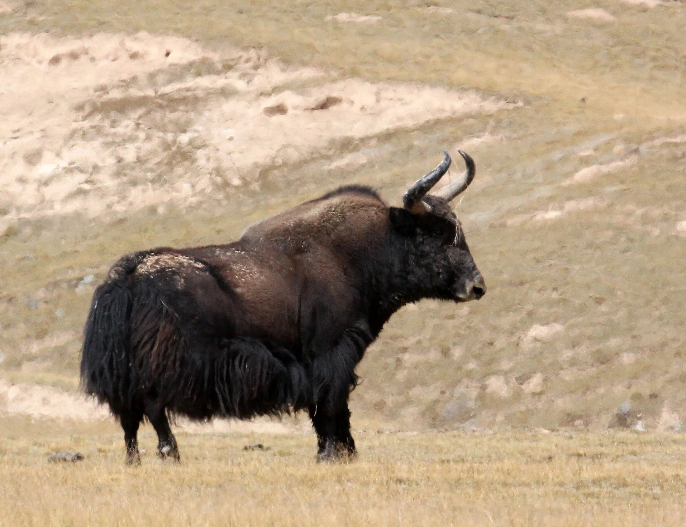 Bos mutus — Coke Smith Wildlife