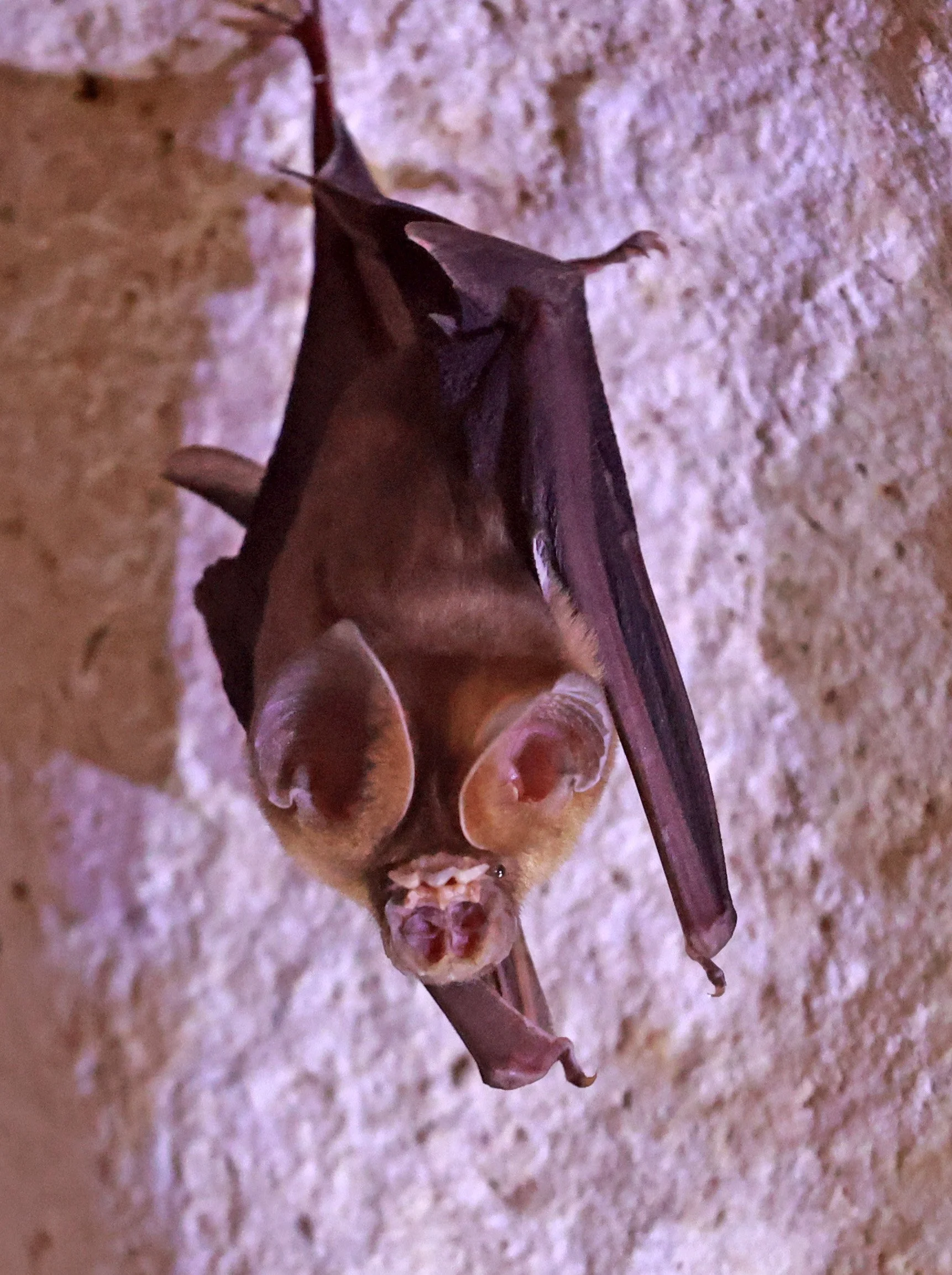 Large Asian Roundleaf Bat (Hipposideros lekaguli) — Coke Smith Wildlife