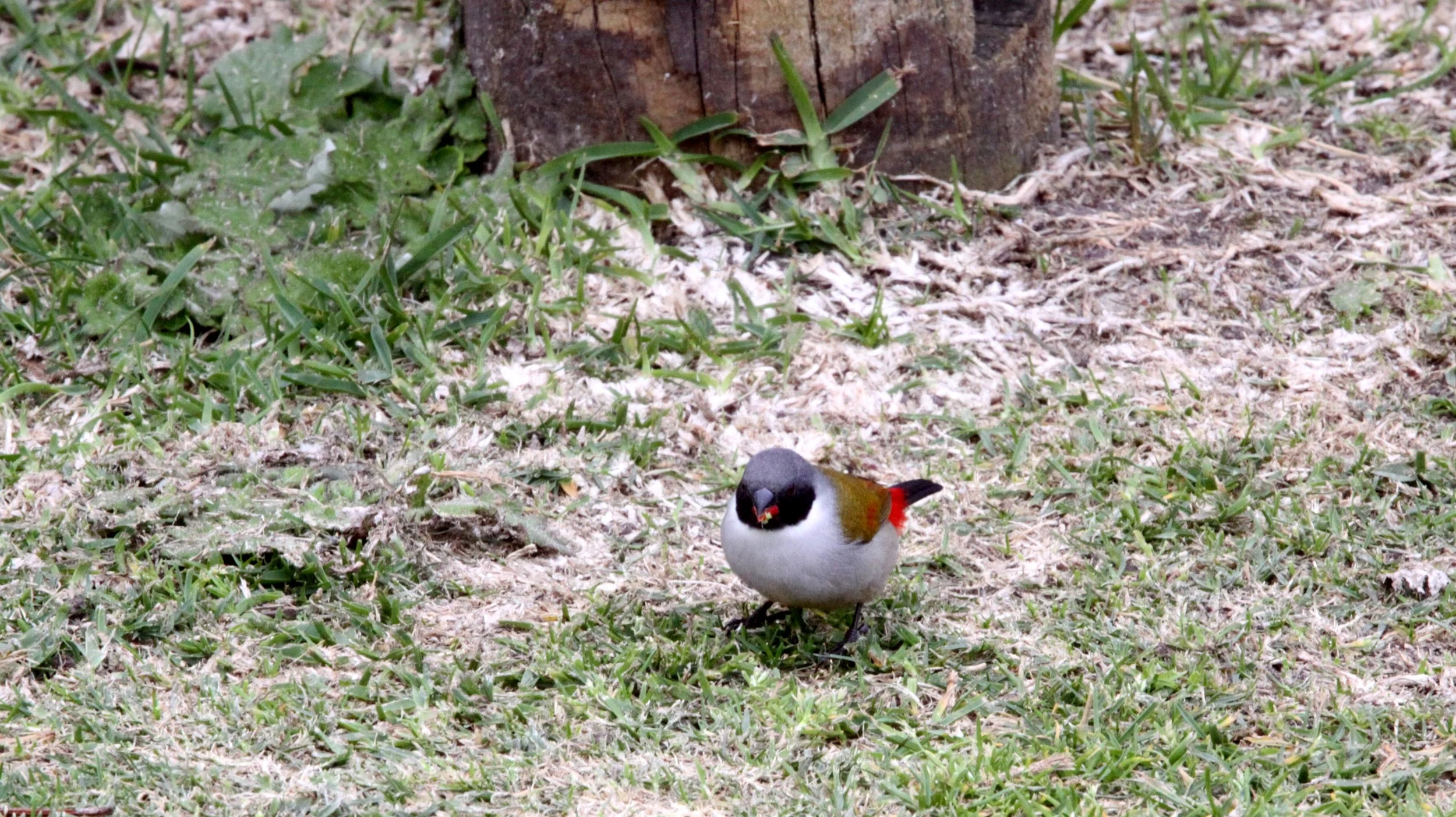 Swee Waxbill (Coccopygia melanotis) Tsitsikamma NP South Africa — Coke ...