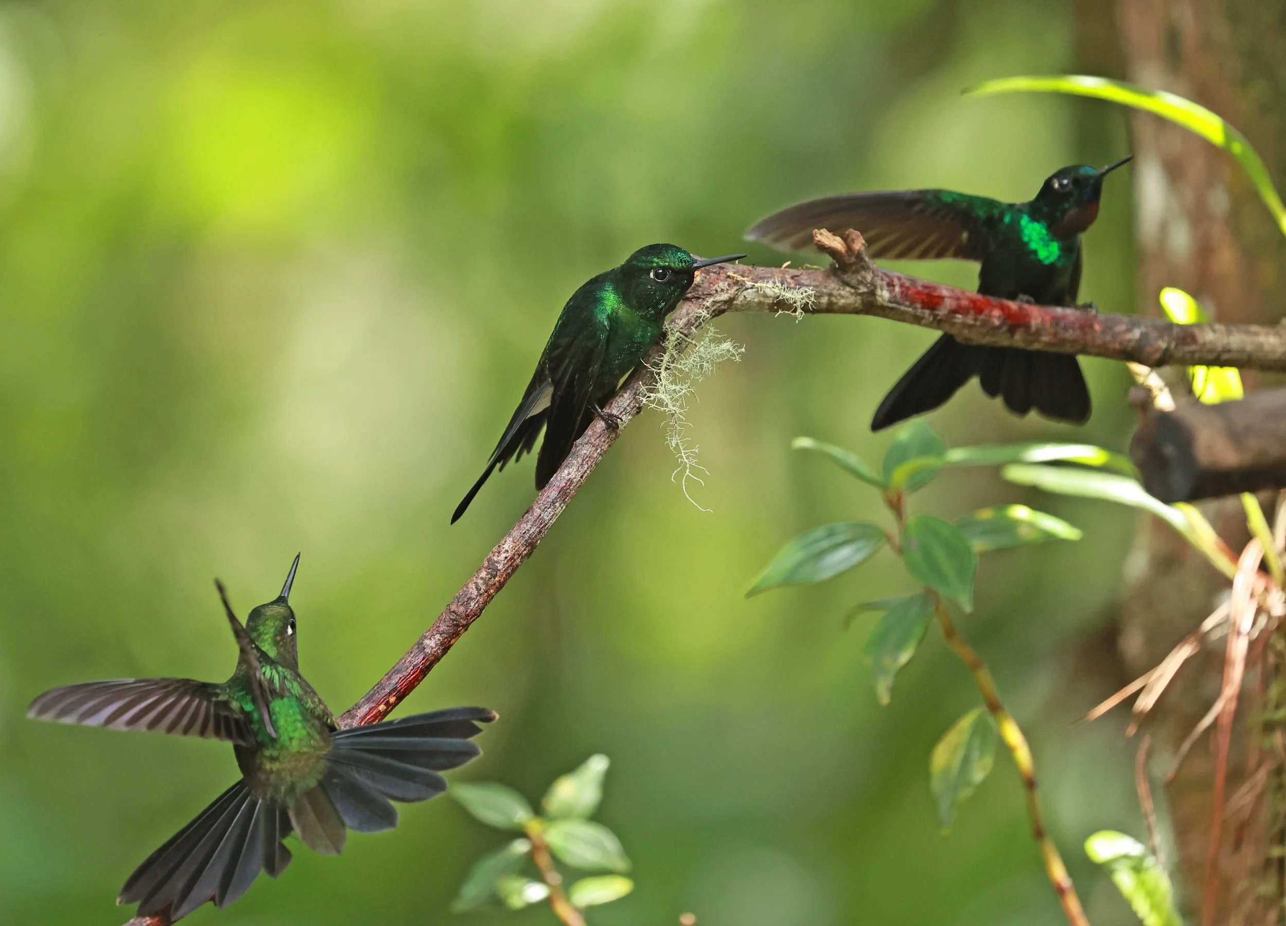 Genus Heliangelus Sunangels — Coke Smith Wildlife